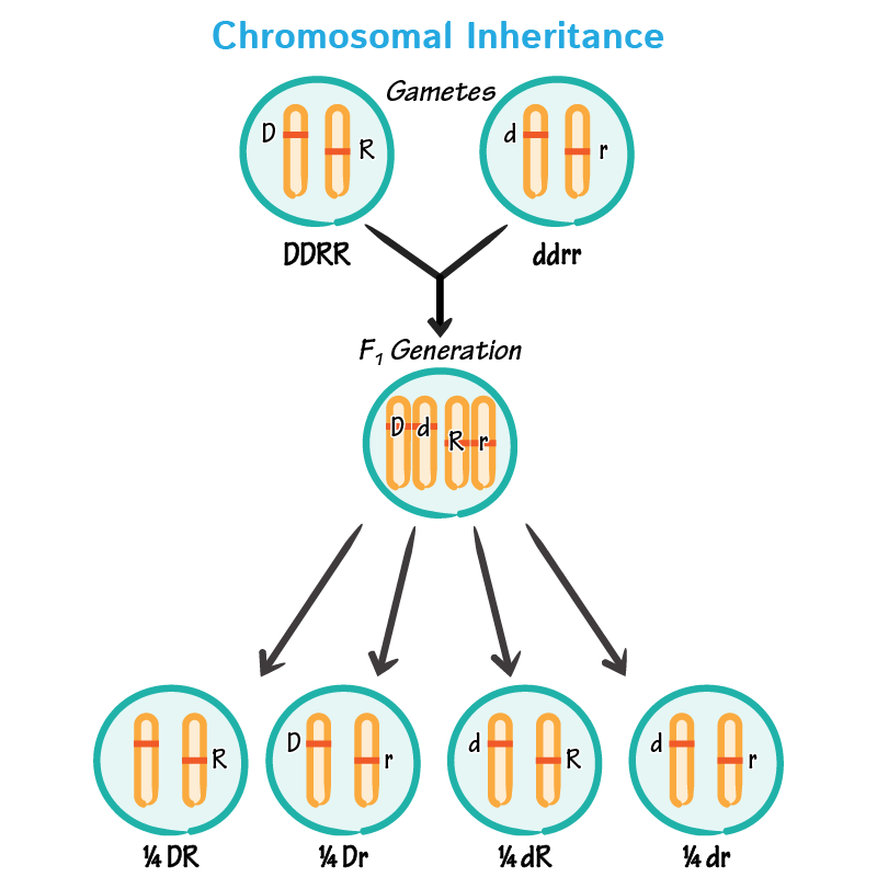 Cell Biology Glossary Chromosomal Inheritance Draw It To Know It