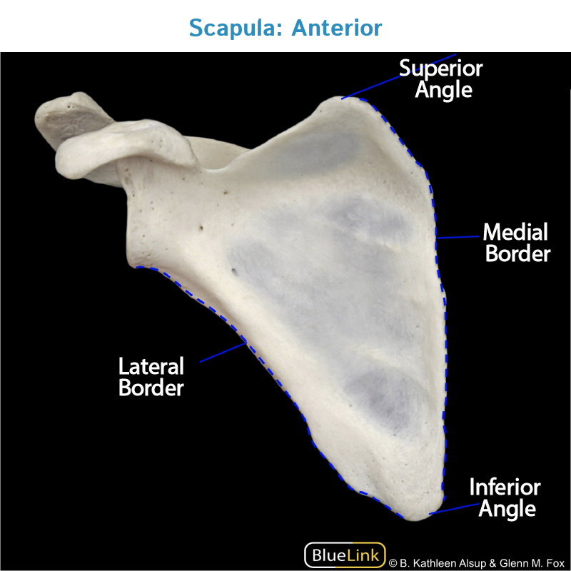 Gross Anatomy Scapula Ditki Medical Biological Scienc