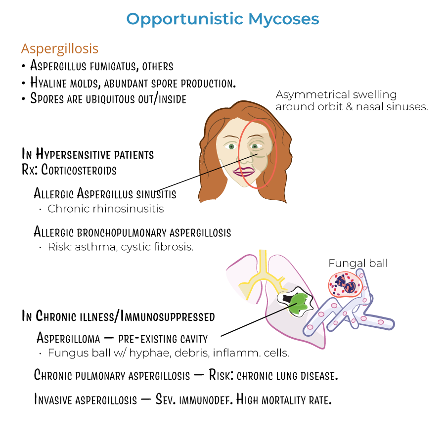 Immunology Microbiology Glossary Tuberculosis Pathoge