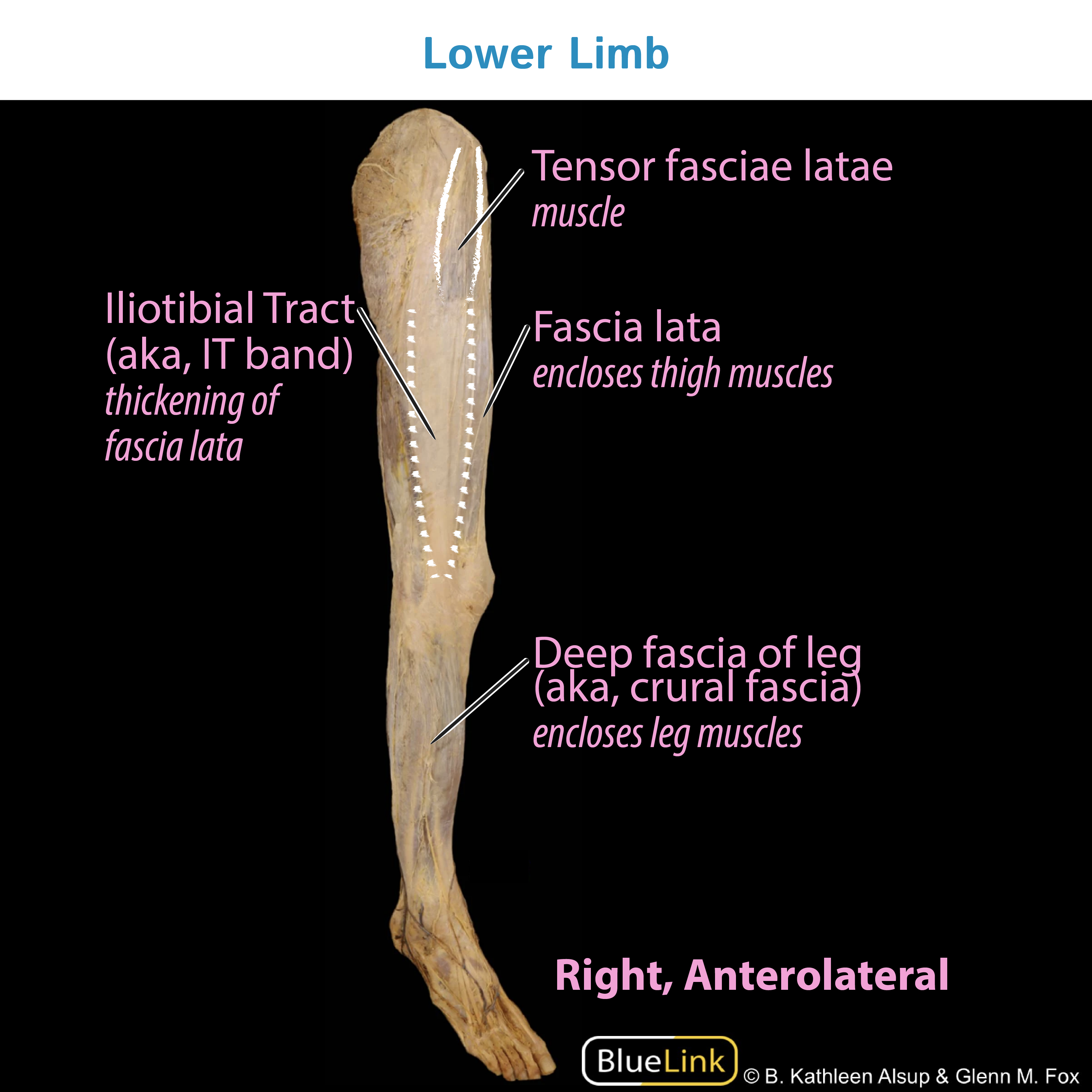 Gross Anatomy Glossary Muscles Of Lower Limb Photos Ditki Medical