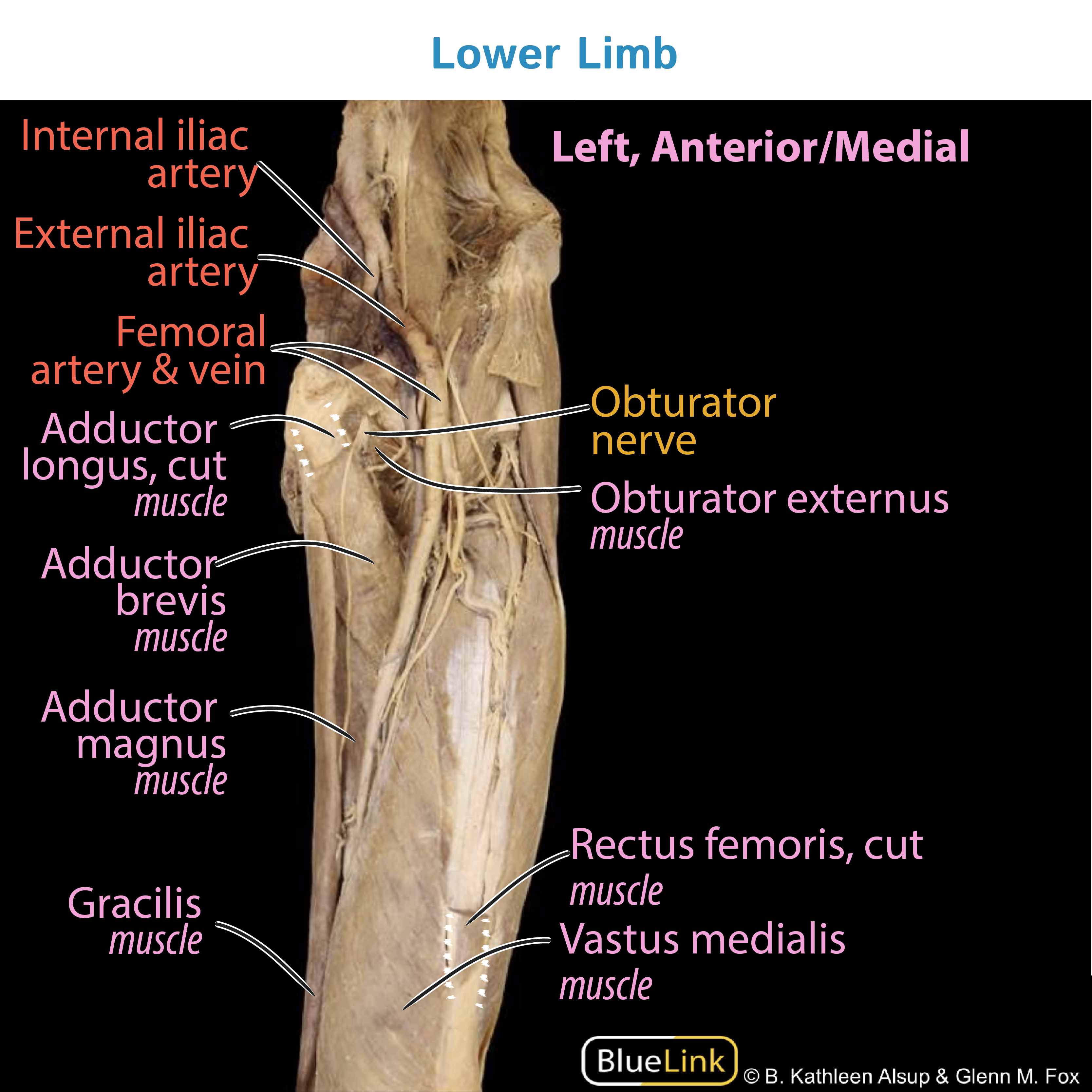 Gross Anatomy Glossary Muscles Of Lower Limb Photos Ditki Medical