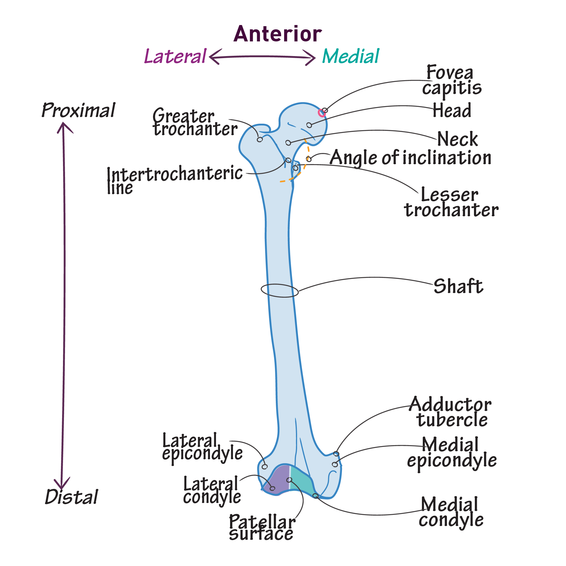 Gross Anatomy Glossary Lower Extremity Bones And Photos Ditki