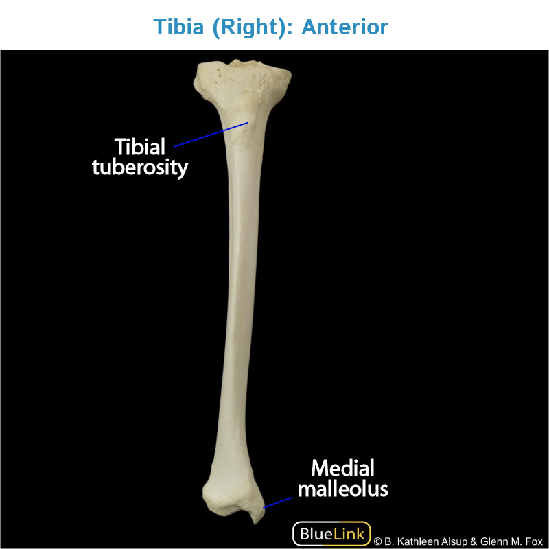 Gross Anatomy Glossary Lower Extremity Bones And Photos Ditki