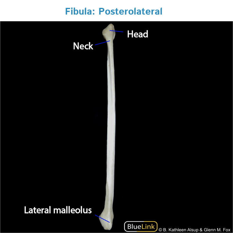 Gross Anatomy Glossary Lower Extremity Bones And Photos Ditki