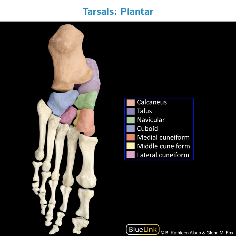 Gross Anatomy Glossary Lower Extremity Bones And Photos Ditki