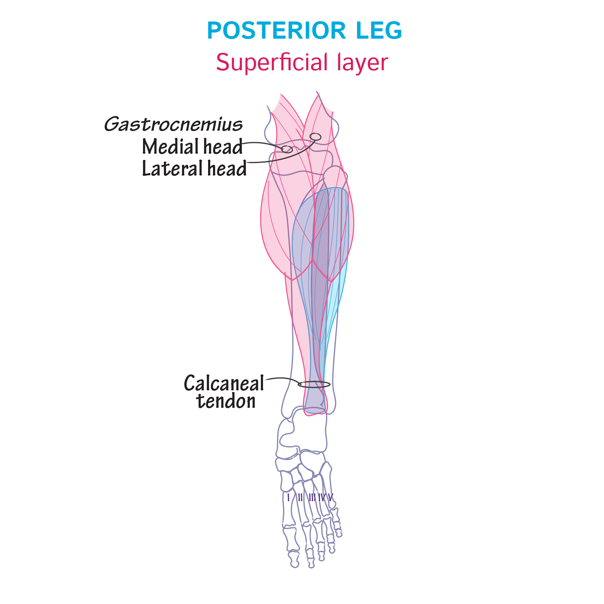 Gross Anatomy Glossary Muscles Of The Leg Images Ditki Medical