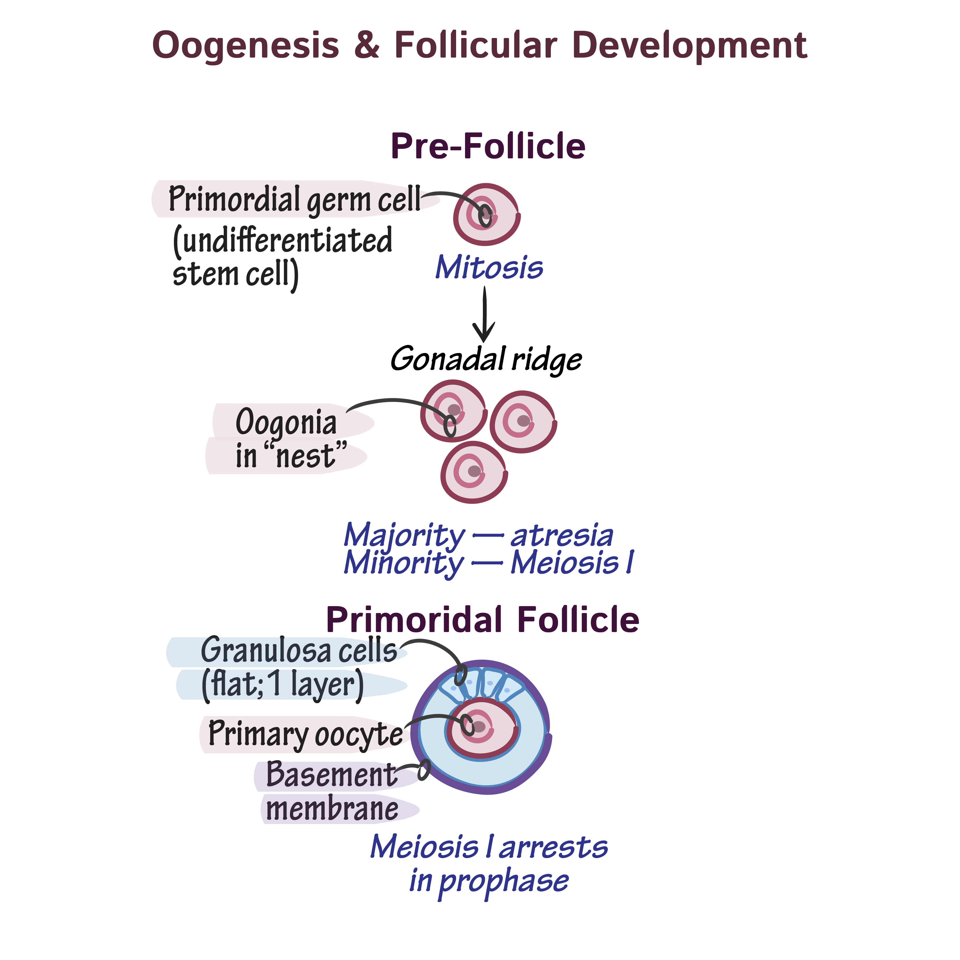 Oogenesis Pengertian Skema Makalah Proses Gambar Fungsi