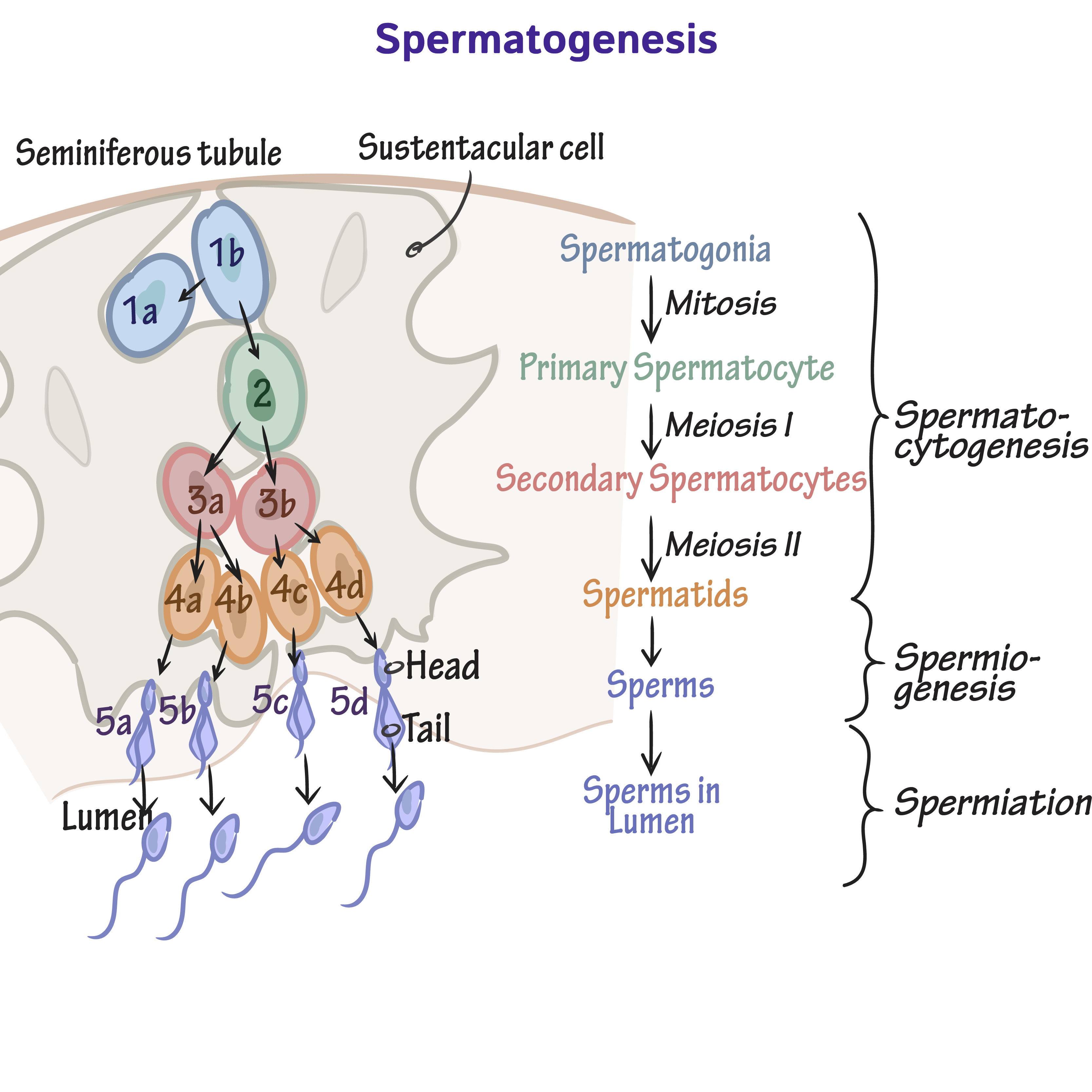 Skema Spermatogenesis