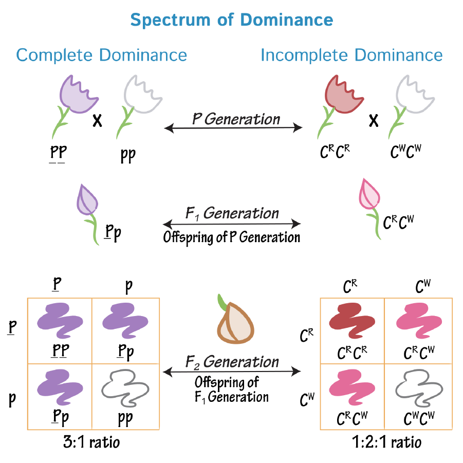 Cell Biology Glossary Spectrum Of Dominance Complete Incomplete