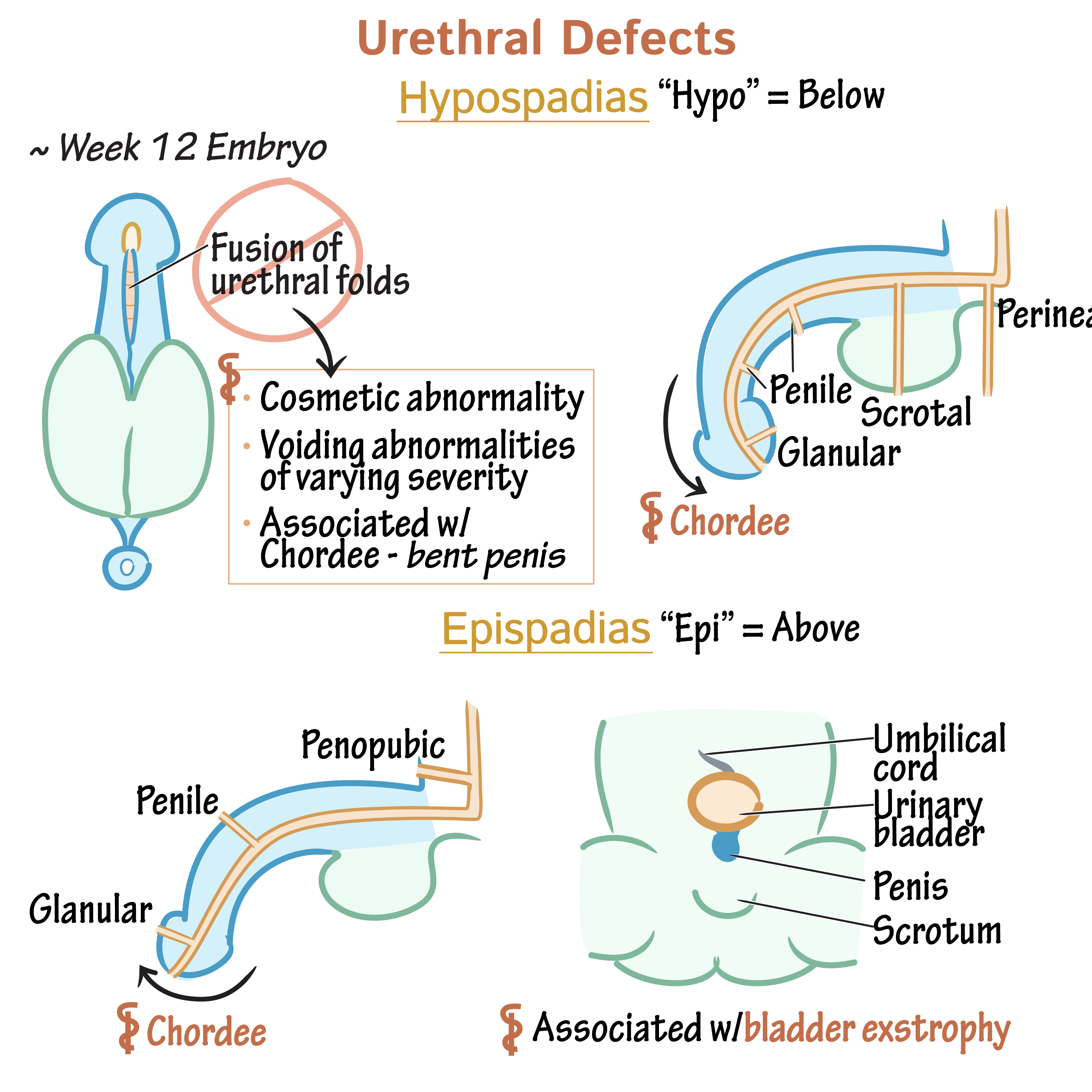 Embryology