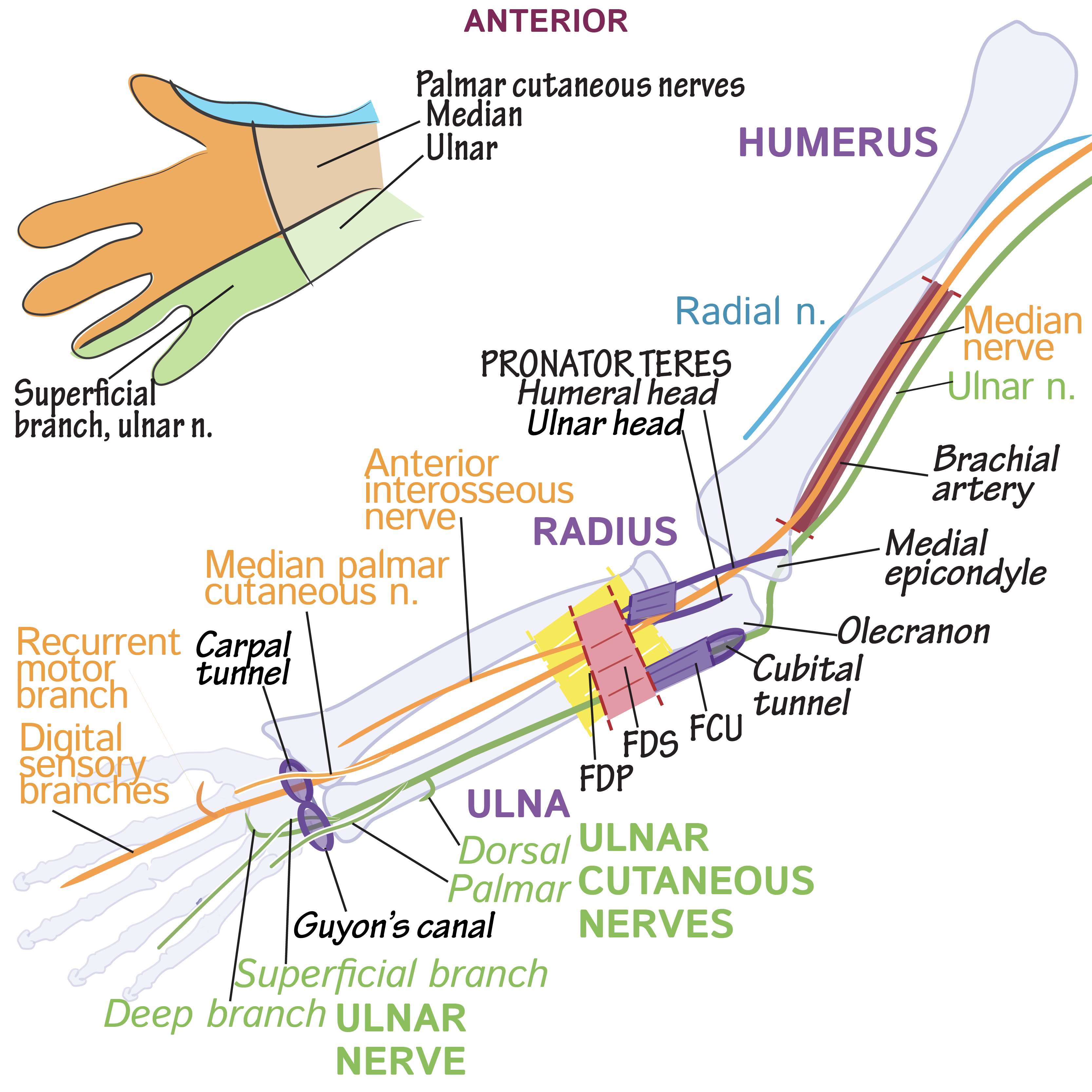 Anatomy Upper Extremity Dysfunction Peripheral Nerves Flashcards