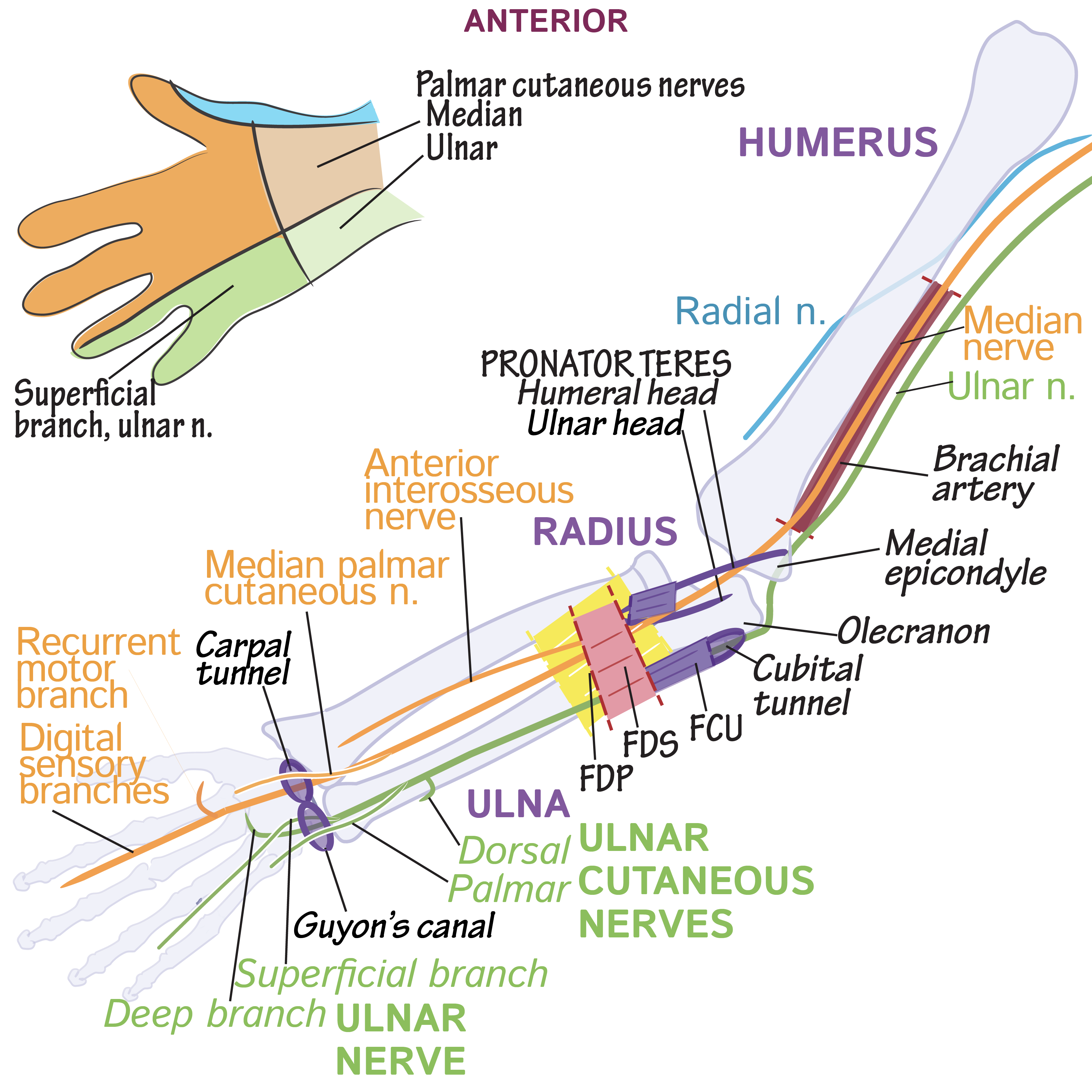 Neuroanatomy Glossary Upper Limb Nerve Anatomy Ditki Medical