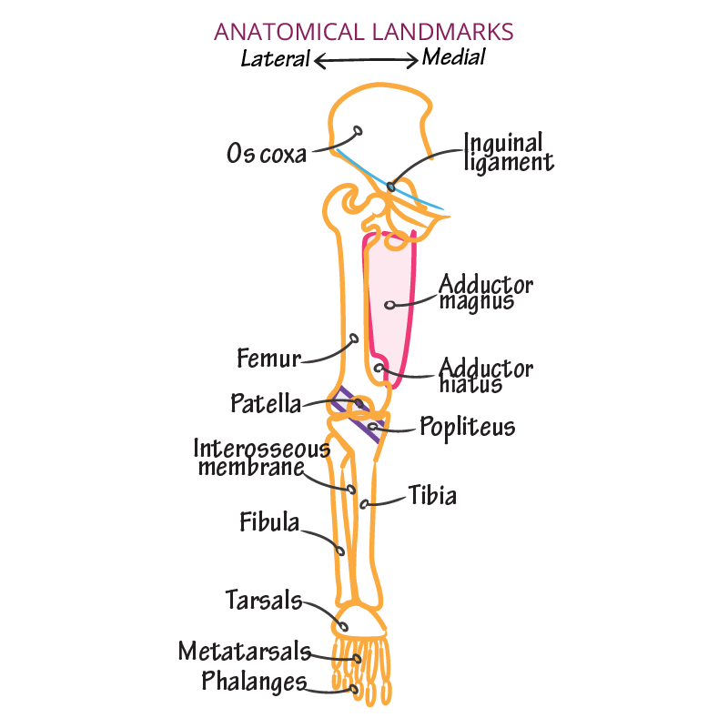 Gross Anatomy Glossary Veins Lower Extremity Ditki Medical