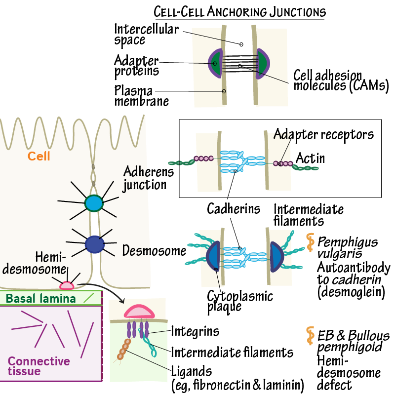 Cell Biology Glossary Cells To Tissues Ditki Medical And Biological