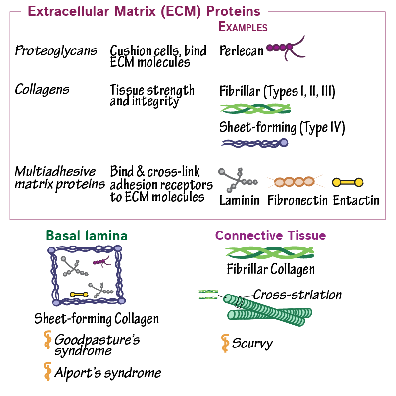 Cell Biology Glossary Cells To Tissues Ditki Medical And Biological