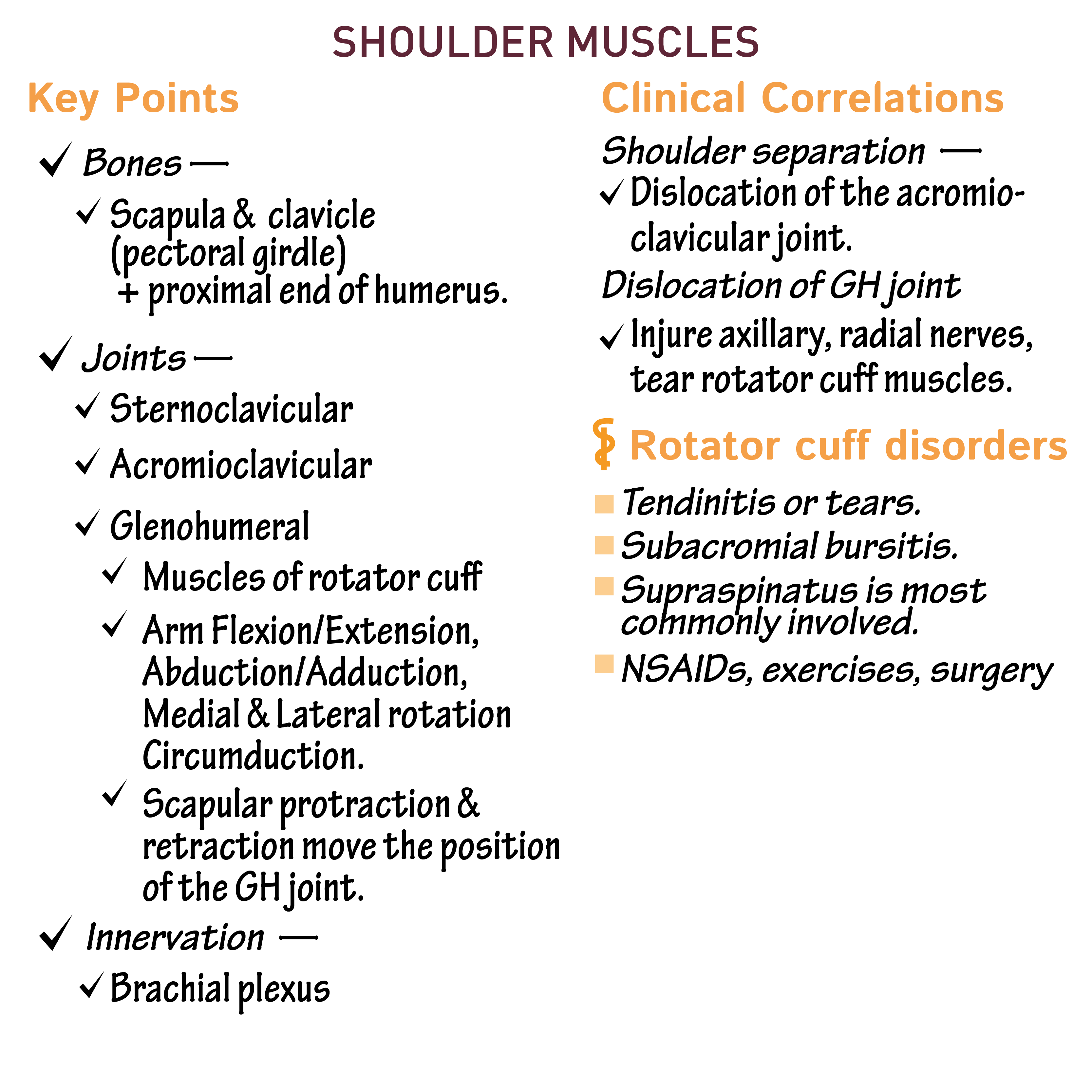 Gross Anatomy Glossary Shoulder Muscles Illustrations With Rotator