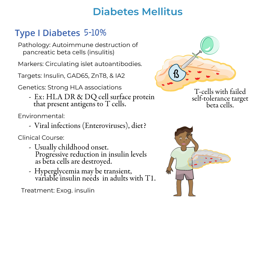 Clinical Pathology Glossary Diabetes Mellitus Pathophysiology Of