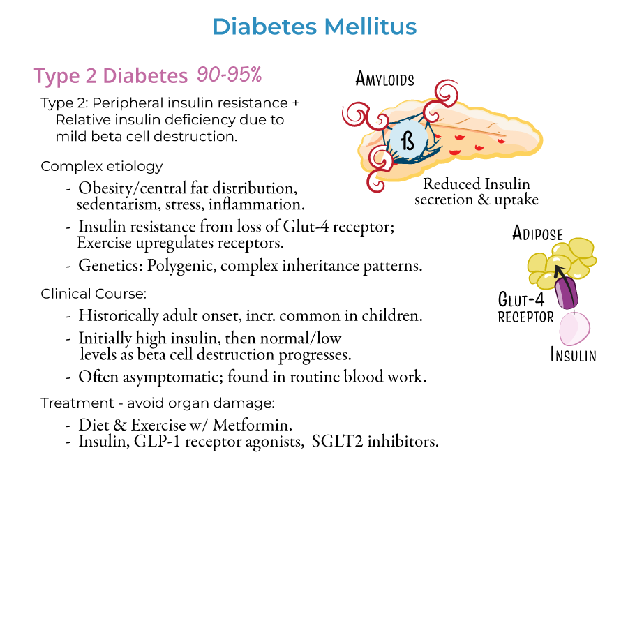 Clinical Pathology Glossary Diabetes Mellitus Pathophysiology Of