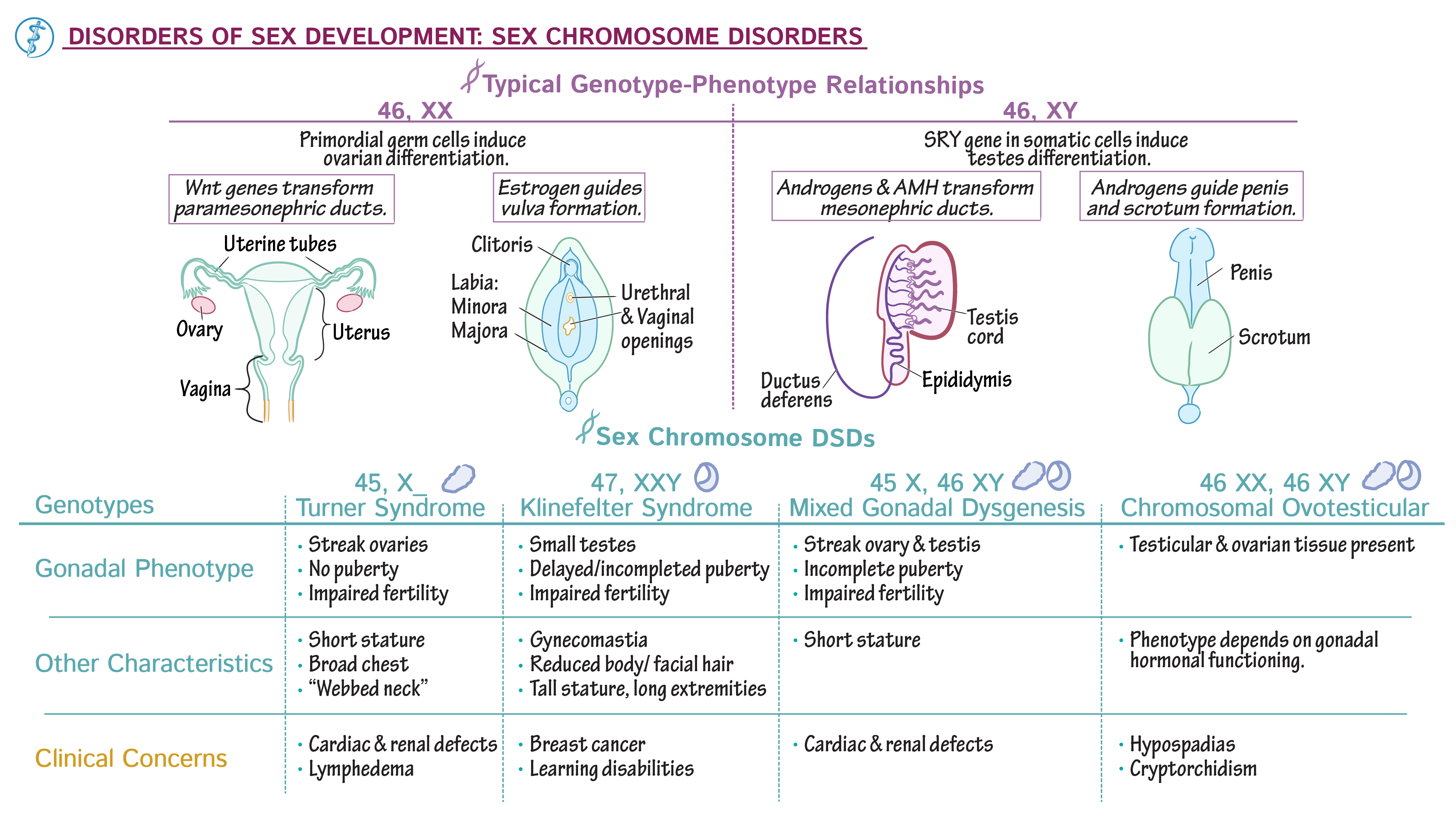 Nursing Rn Sex Chromosome Dsd Draw It To Know It