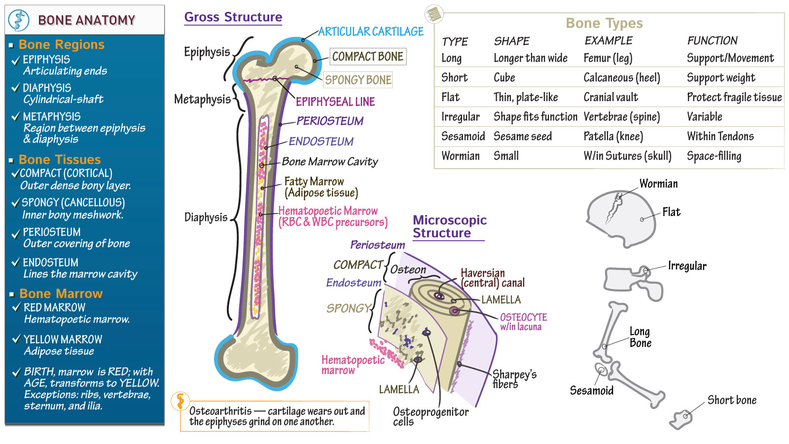 Physiology Skeletal Muscle Histology Ditki Medical Bi