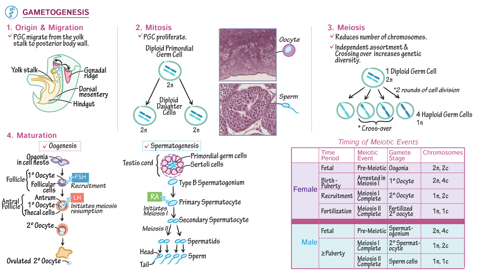 Usmle Comlex Step 1 Gametogenesis Draw It To Know It