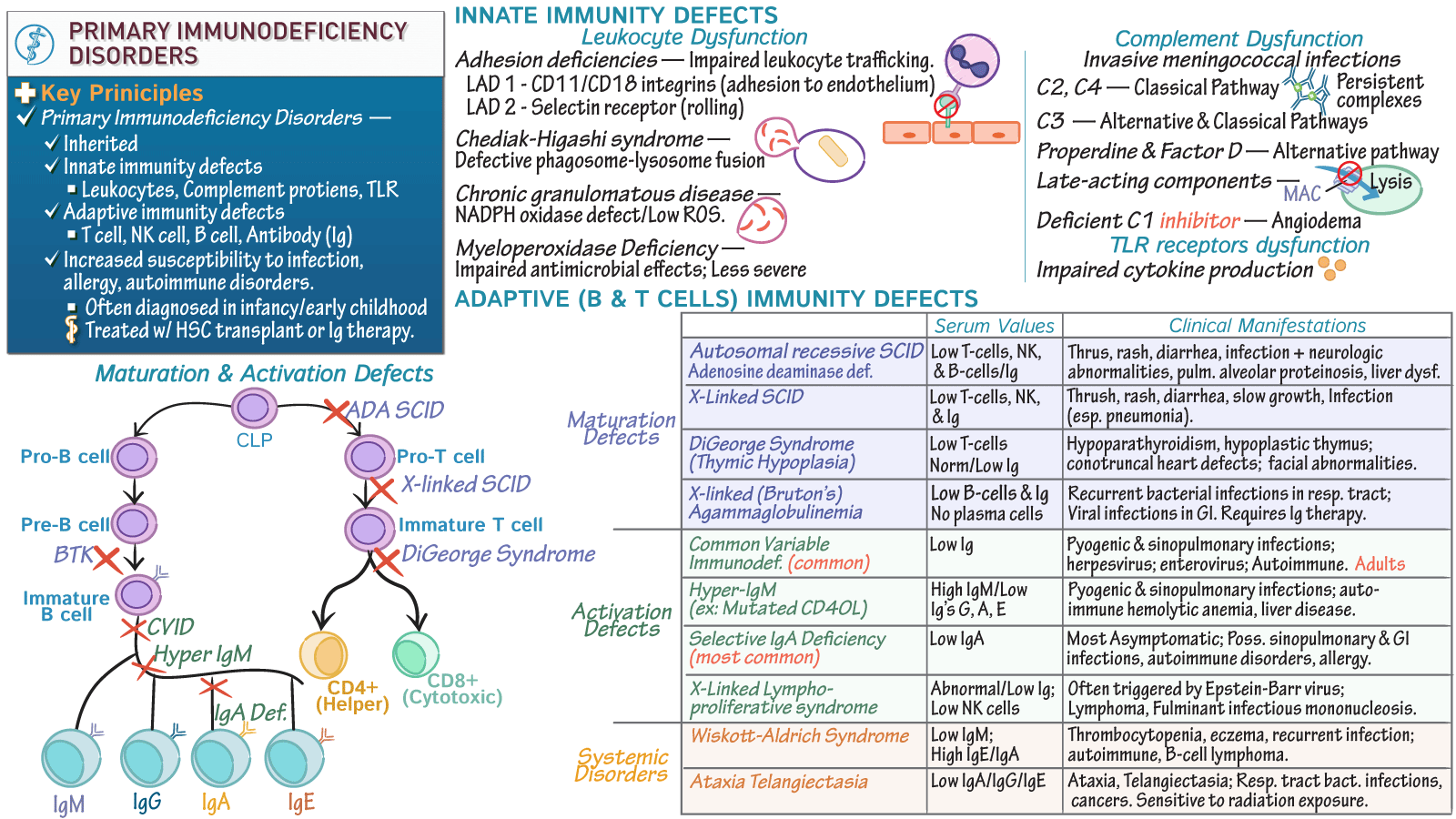 Immunology Microbiology Primary Immunodeficiency Disorders Overview