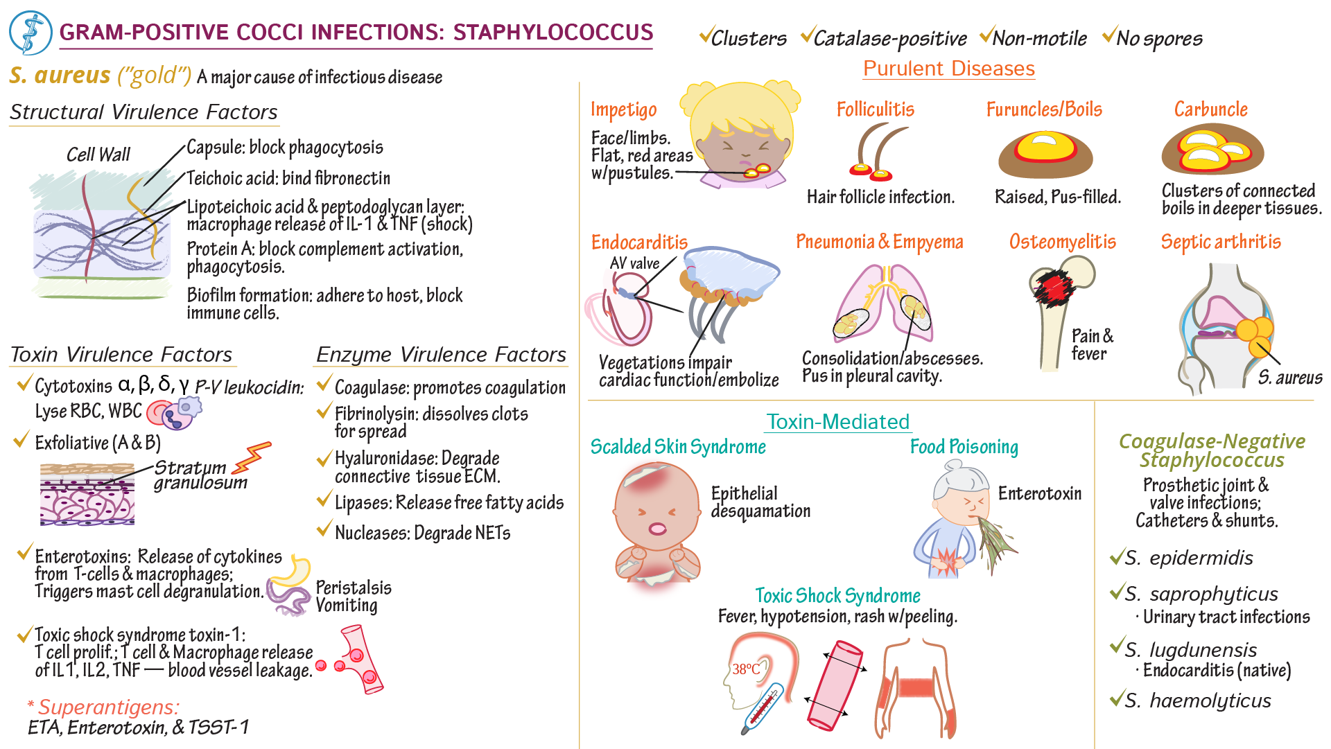 Usmle Comlex Step 1 Staphylococcus Draw It To Know It