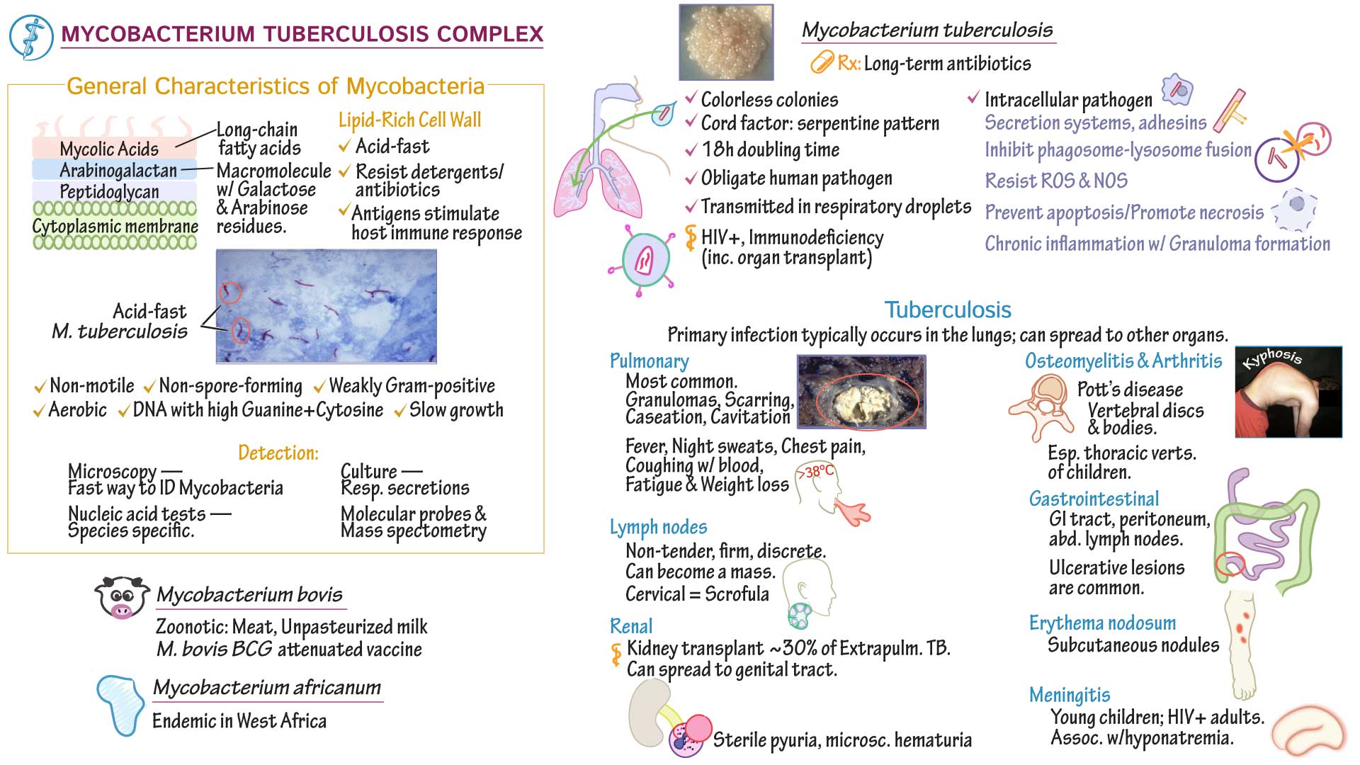 Usmle Comlex Step 1 Mycobacterium Tuberculosis Complex Draw It