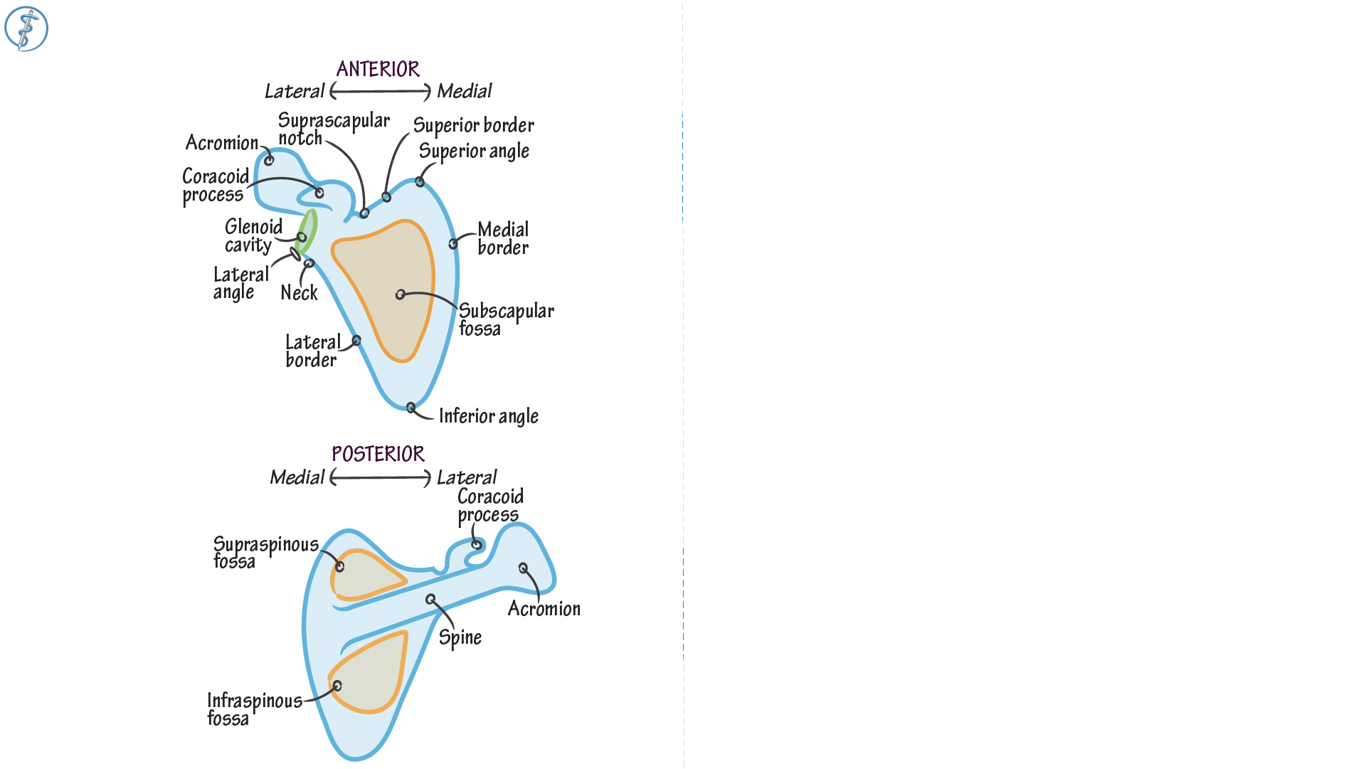 Anatomy And Physiology Scapula Ditki Medical And Biological Sciences