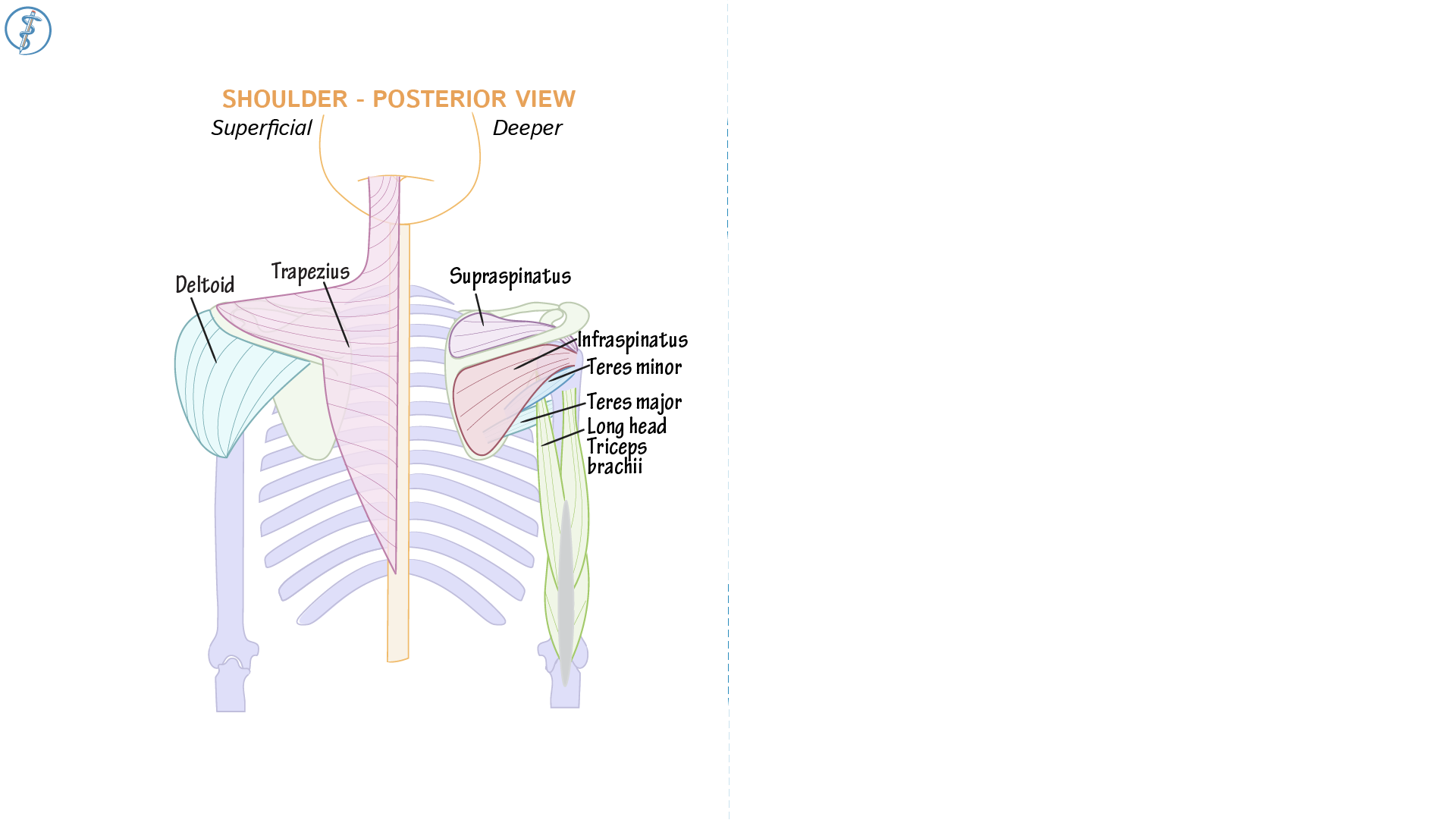 Bms Anatomy Posterior Shoulder Muscles Ditki Medical And Biological