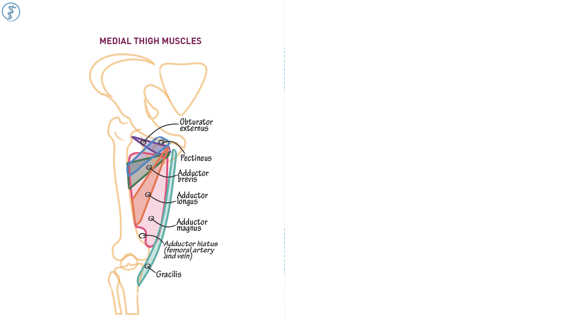 Bms Anatomy Medial Thigh Muscles Intro Ditki Medical And Biological