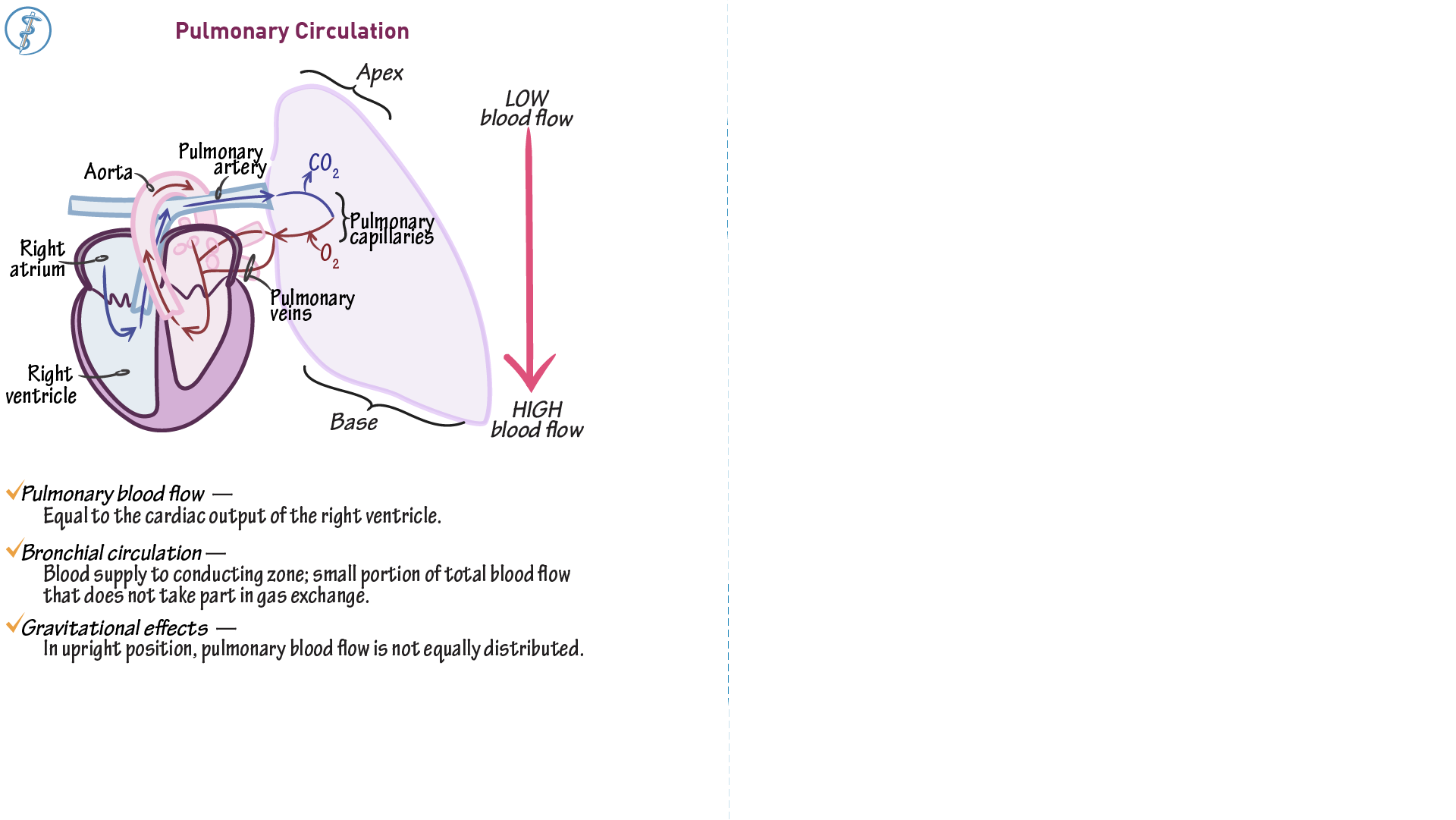 Physiology Pulmonary Circulation Draw It To Know It