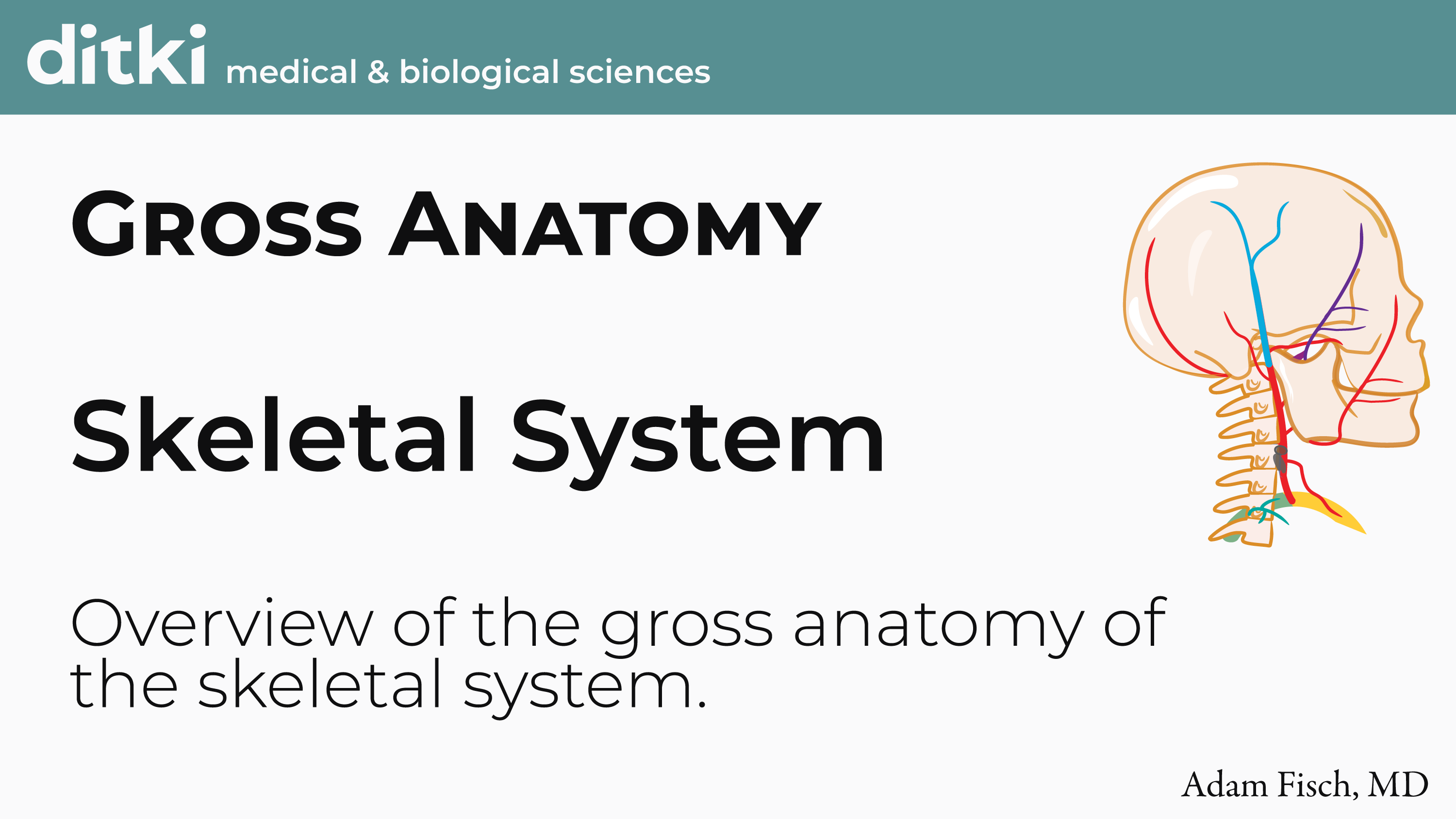 Physiology Skeletal Muscle Histology Ditki Medical Bi