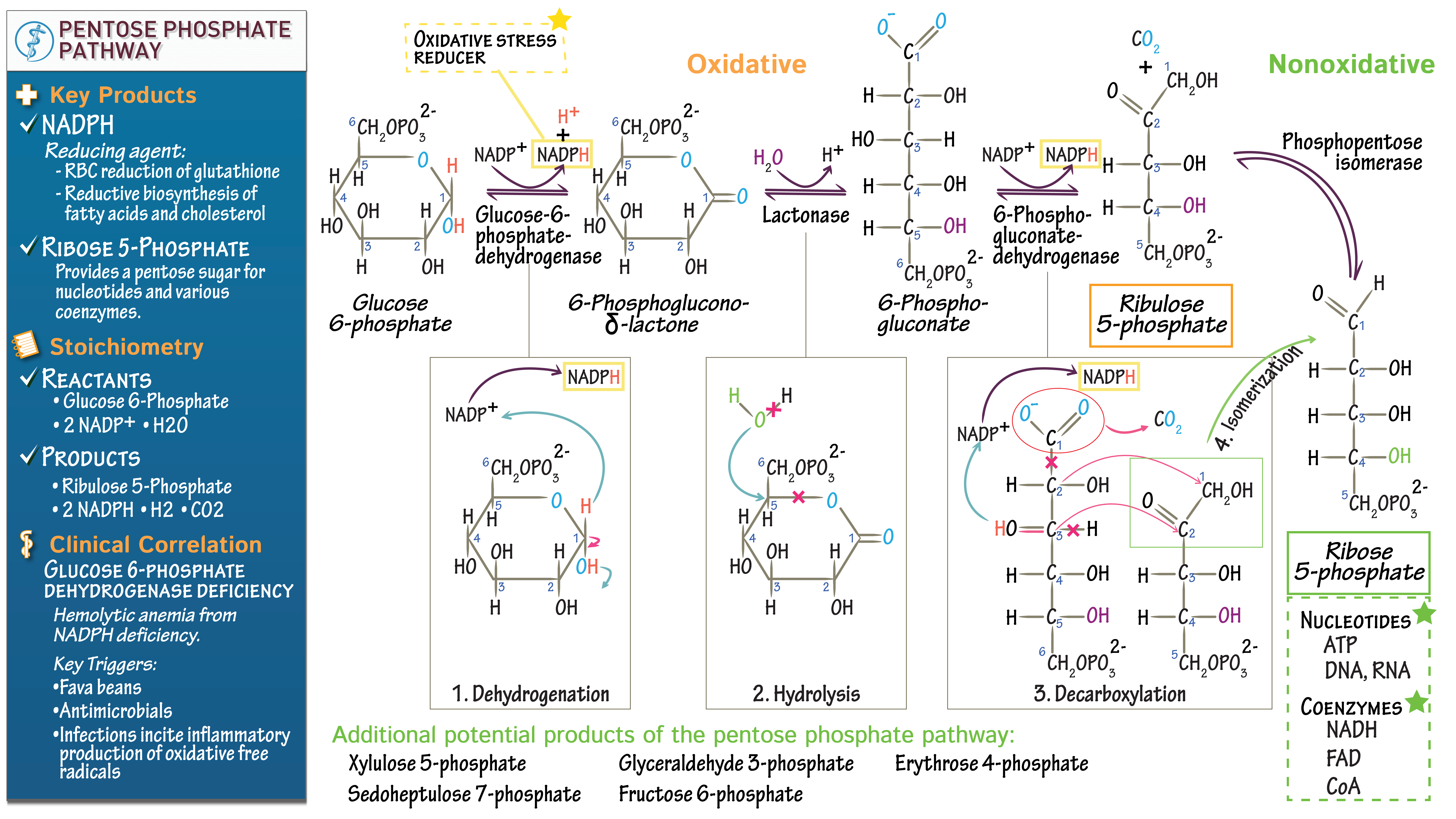 Biochemistry Pentose Phosphate Pathway Ditki Medical And Biological