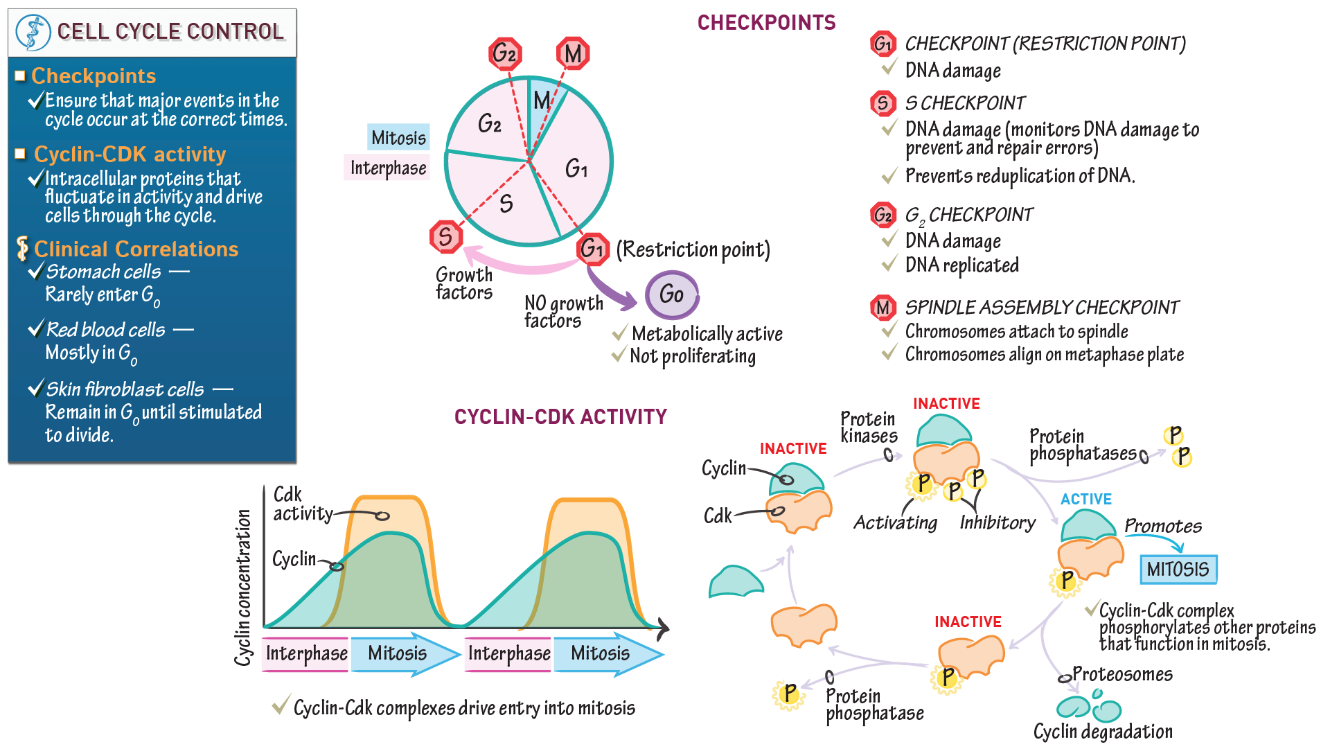 General Biology Cell Cycle Control Ditki Medical And Biological Sciences