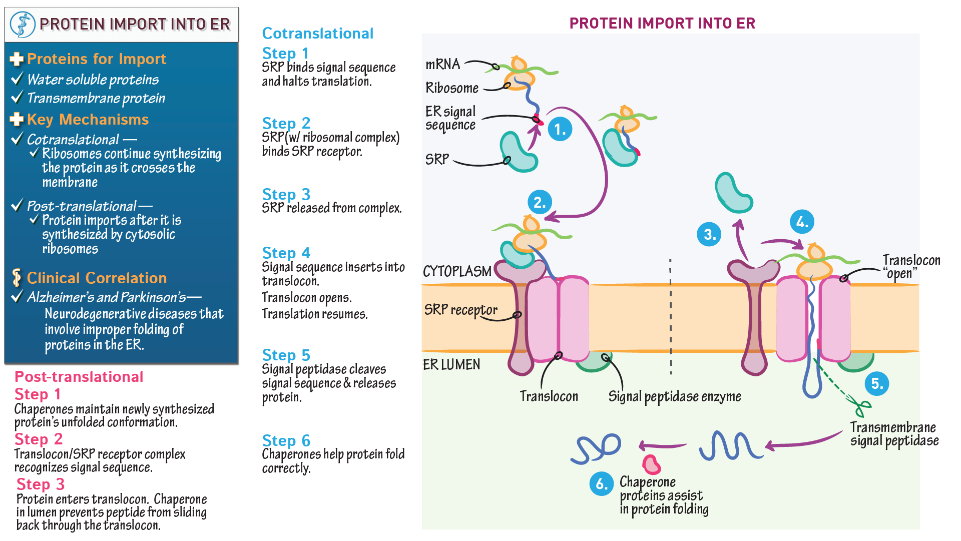 Cell Biology Protein Import Into The Endoplasmic Reticulum Ditki