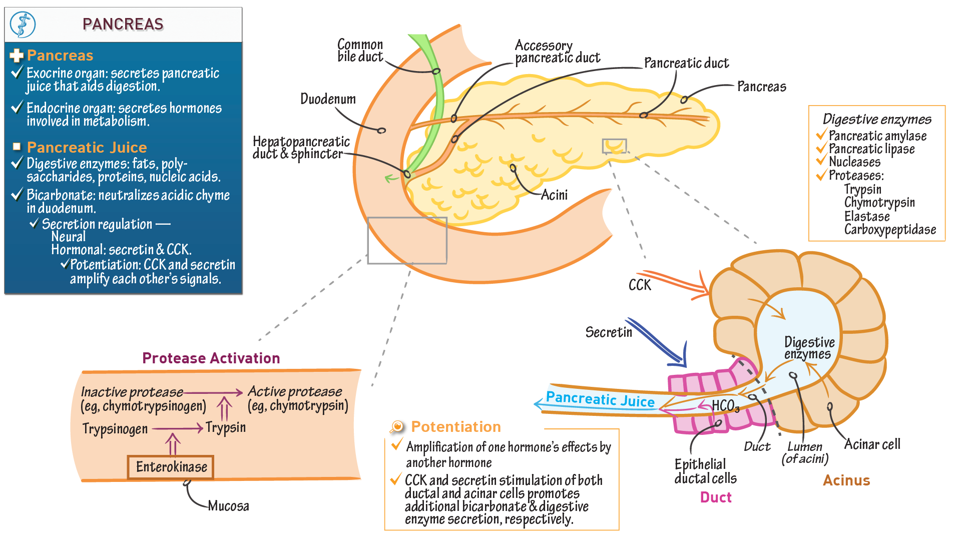 Anatomy And Physiology Exocrine Pancreas Draw It To Know It