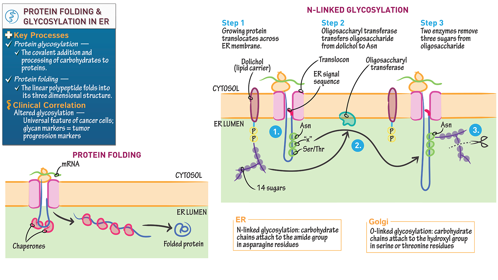 Protein Folding In Endoplasmic Reticulum