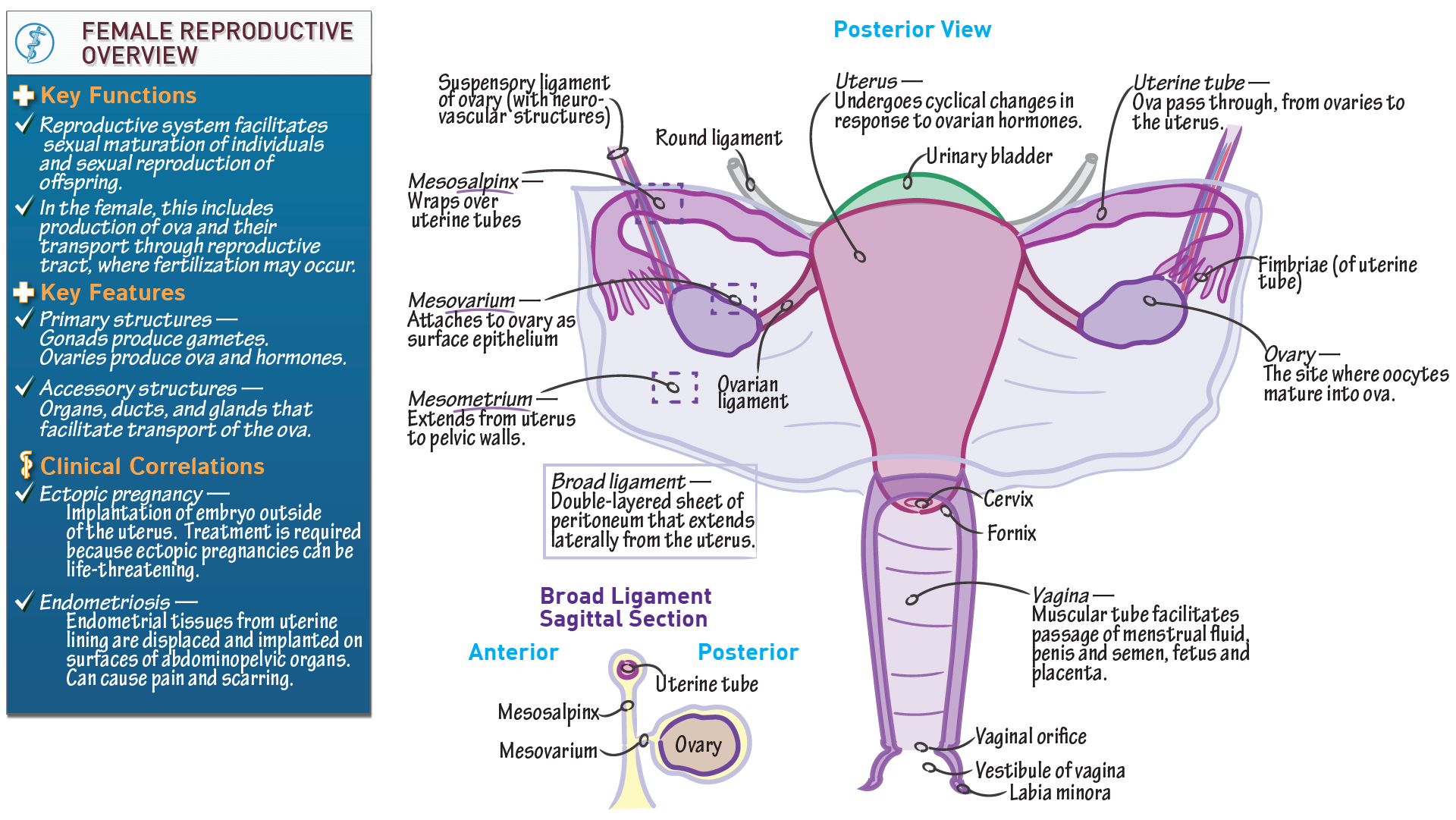 Female Reproductive System Diagram Labeled Inspirational Labeled Fema