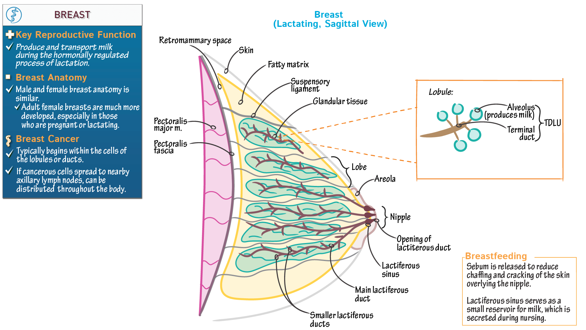 Reproductive System Breast Ditki Medical And Biological Sciences