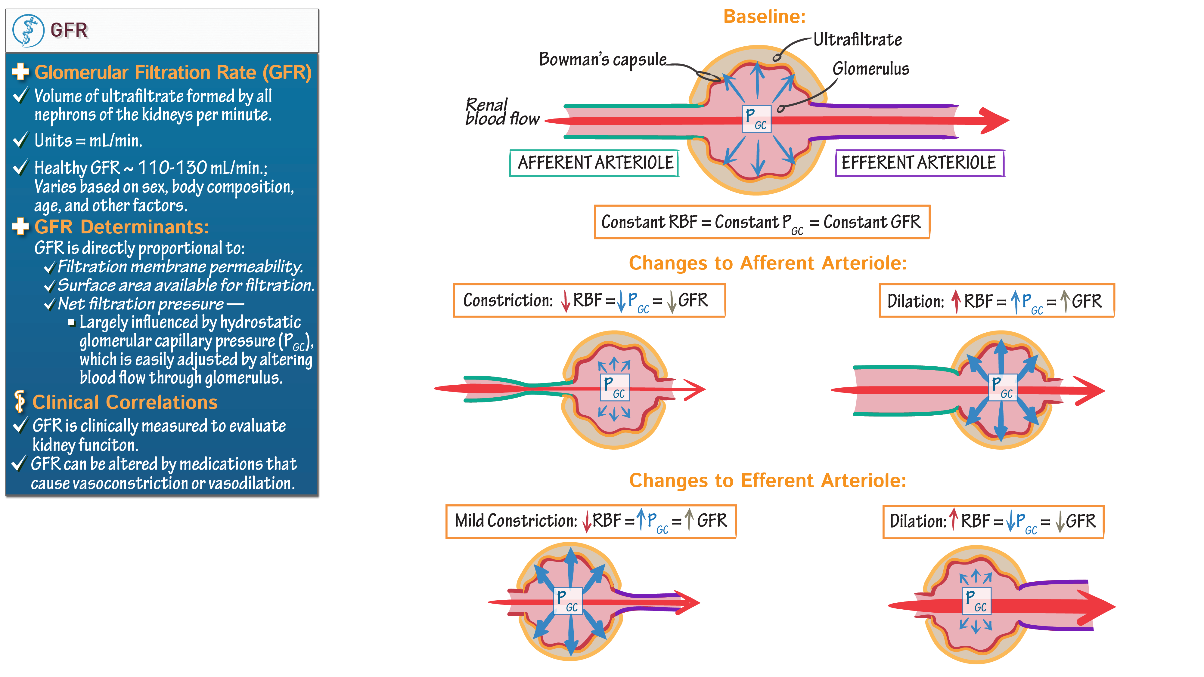 Anatomy And Physiology Fundamentals Gfr Determinants Ditki Medical