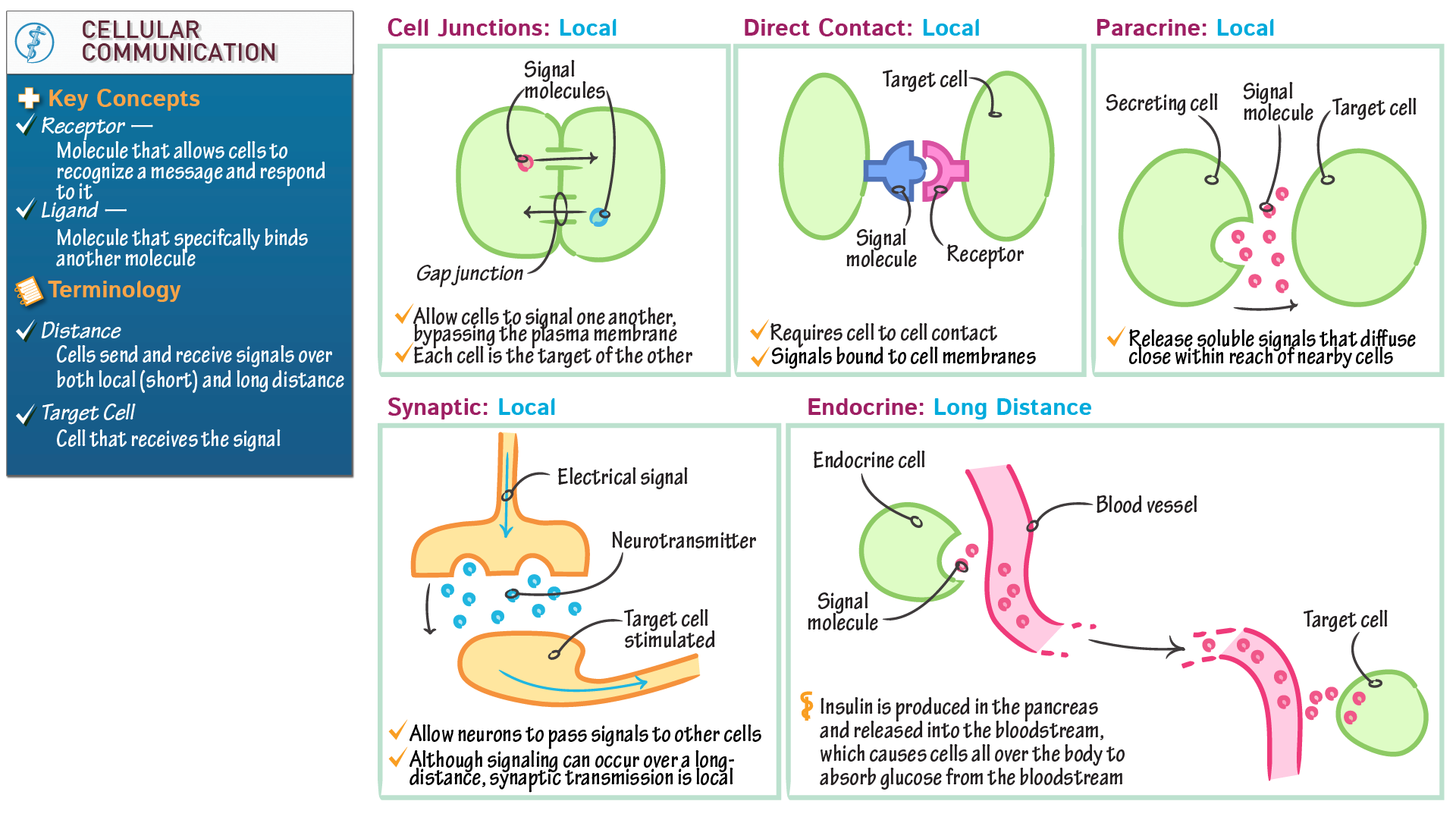 General Biology Cellular Communication Ditki Medical And Biological