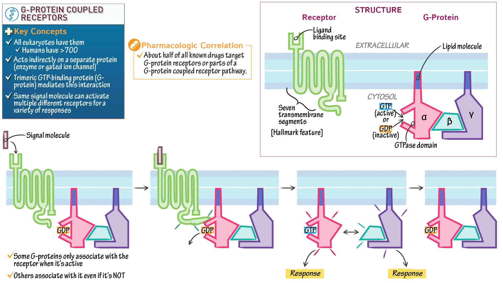 Cell Biology G Protein Coupled Receptors Ditki Medical And Biological