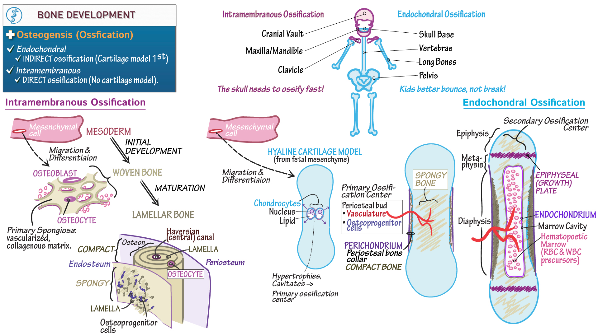 Anatomy And Physiology Bone Development Ditki Medical And Biological