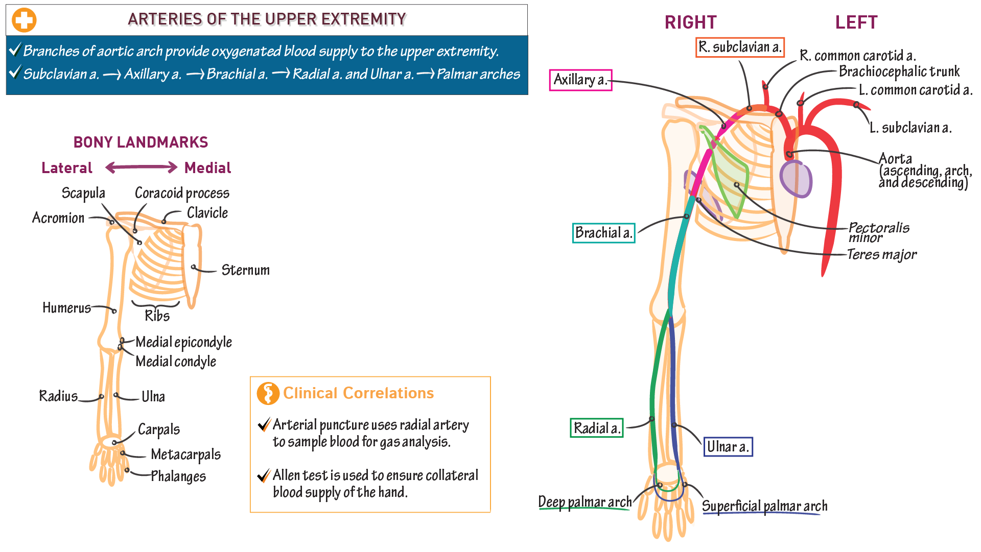 Anatomy And Physiology Arteries Of The Upper Extremity Ditki Medical