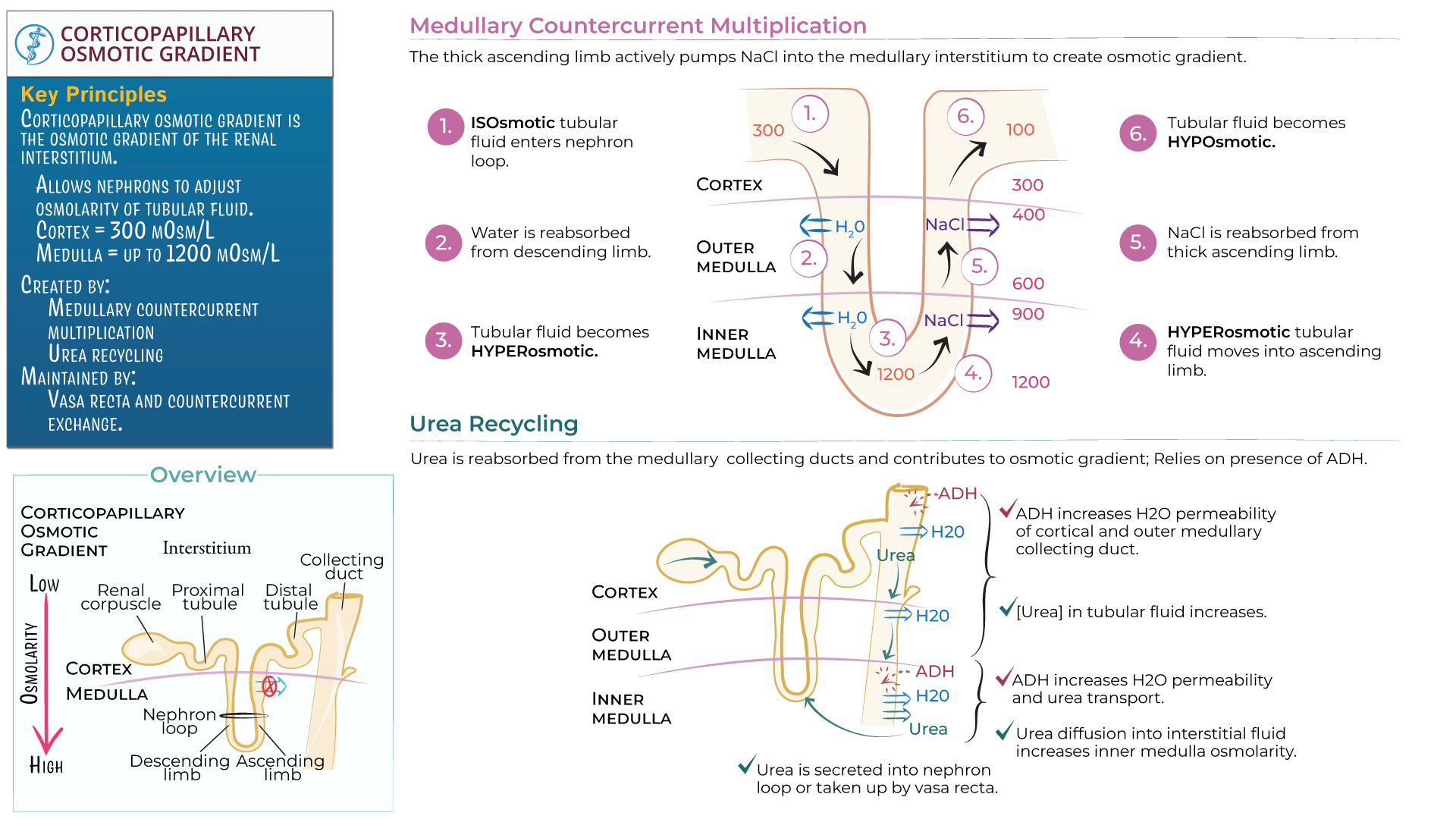 Renal System Corticopapillary Osmotic Gradient Ditki Medical