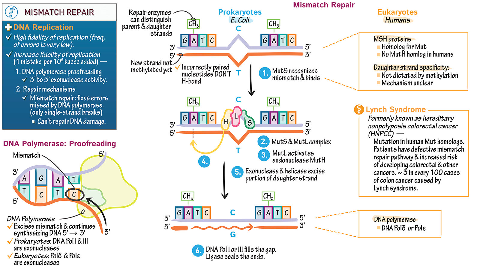 Cell Biology Mismatch Repair Draw It To Know It