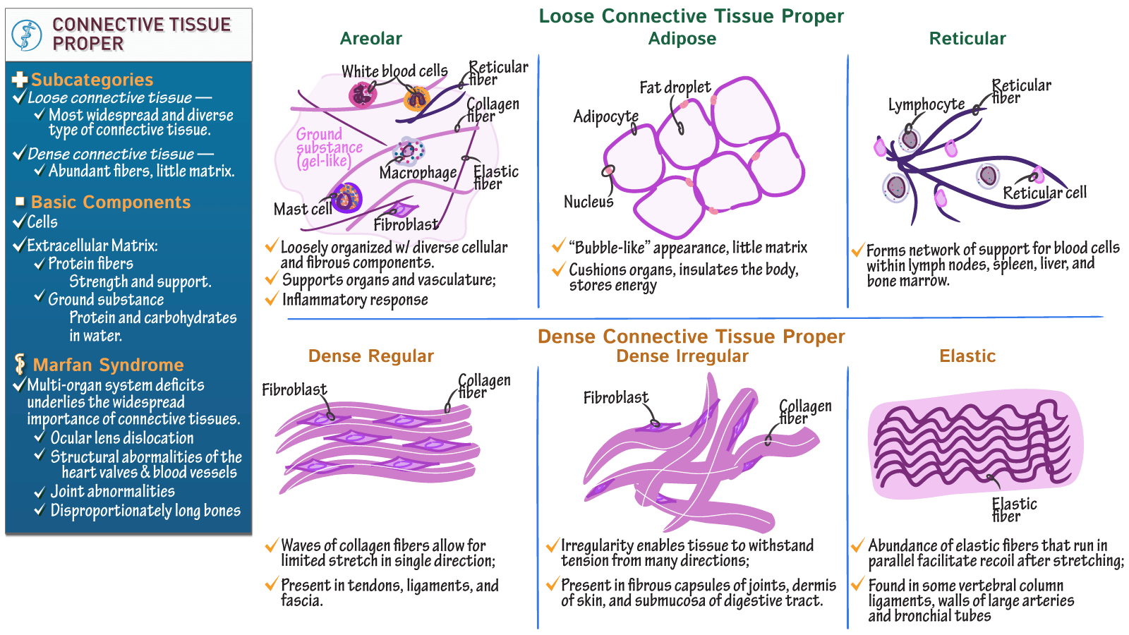 Bms Anatomy Connective Tissue Proper Ditki Medical And Biological Sciences