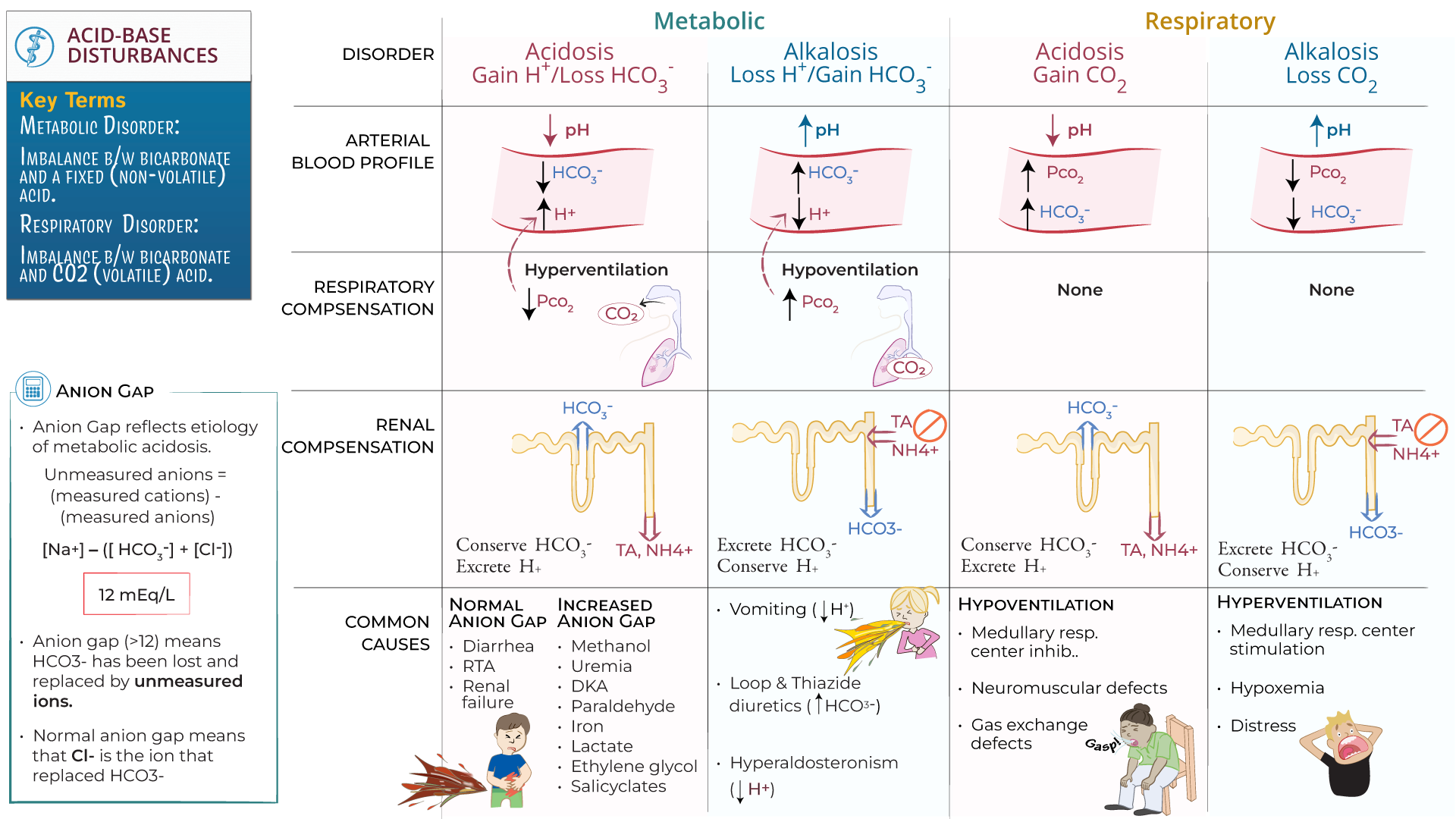 Usmle Comlex Step 1 Alkalosis And Acidosis Ditki Medical