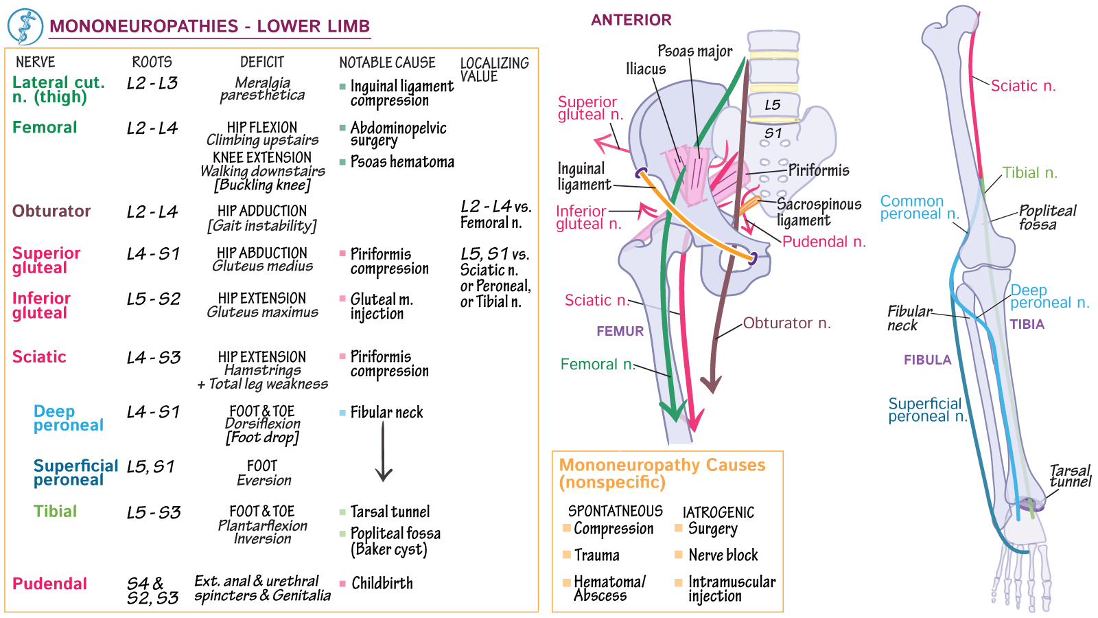 Gross Anatomy Lower Extremity Mononeuropathies Ditki Medical